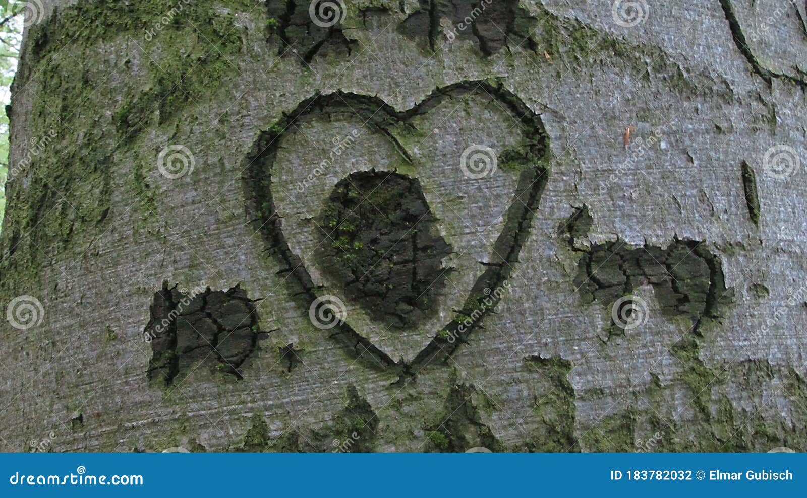 Heart symbol in tree bark stock photo. Image of living - 183782032