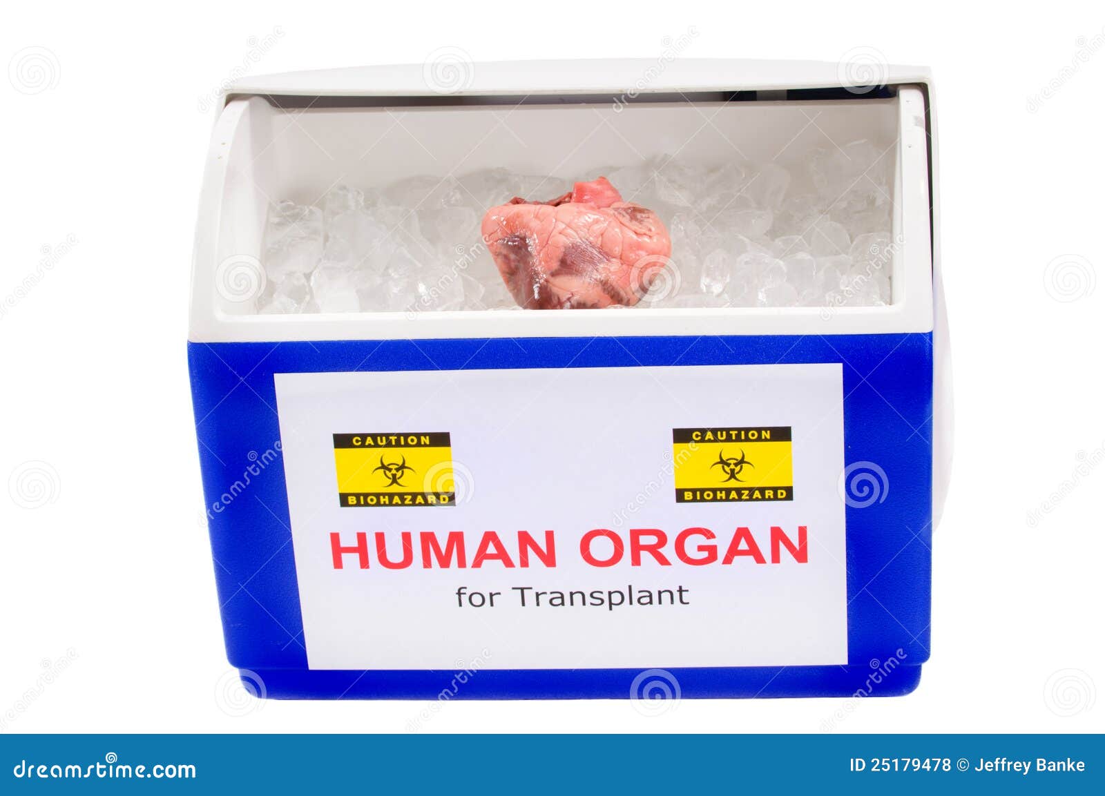 Heart transport stock photo. Image of heart, veternarian - 25179478