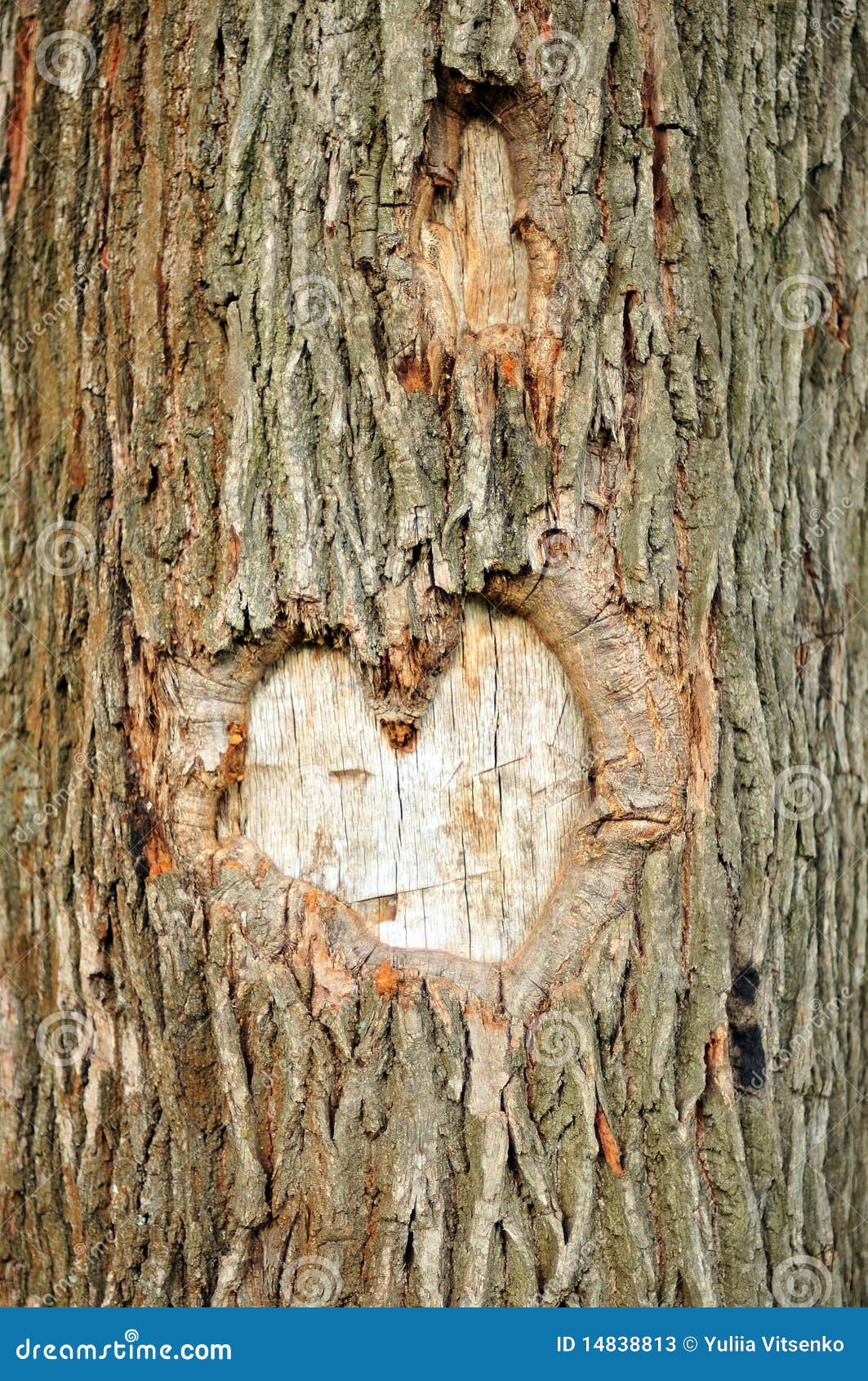 Heart on a Tree stock image. Image of memory, cutting - 14838813
