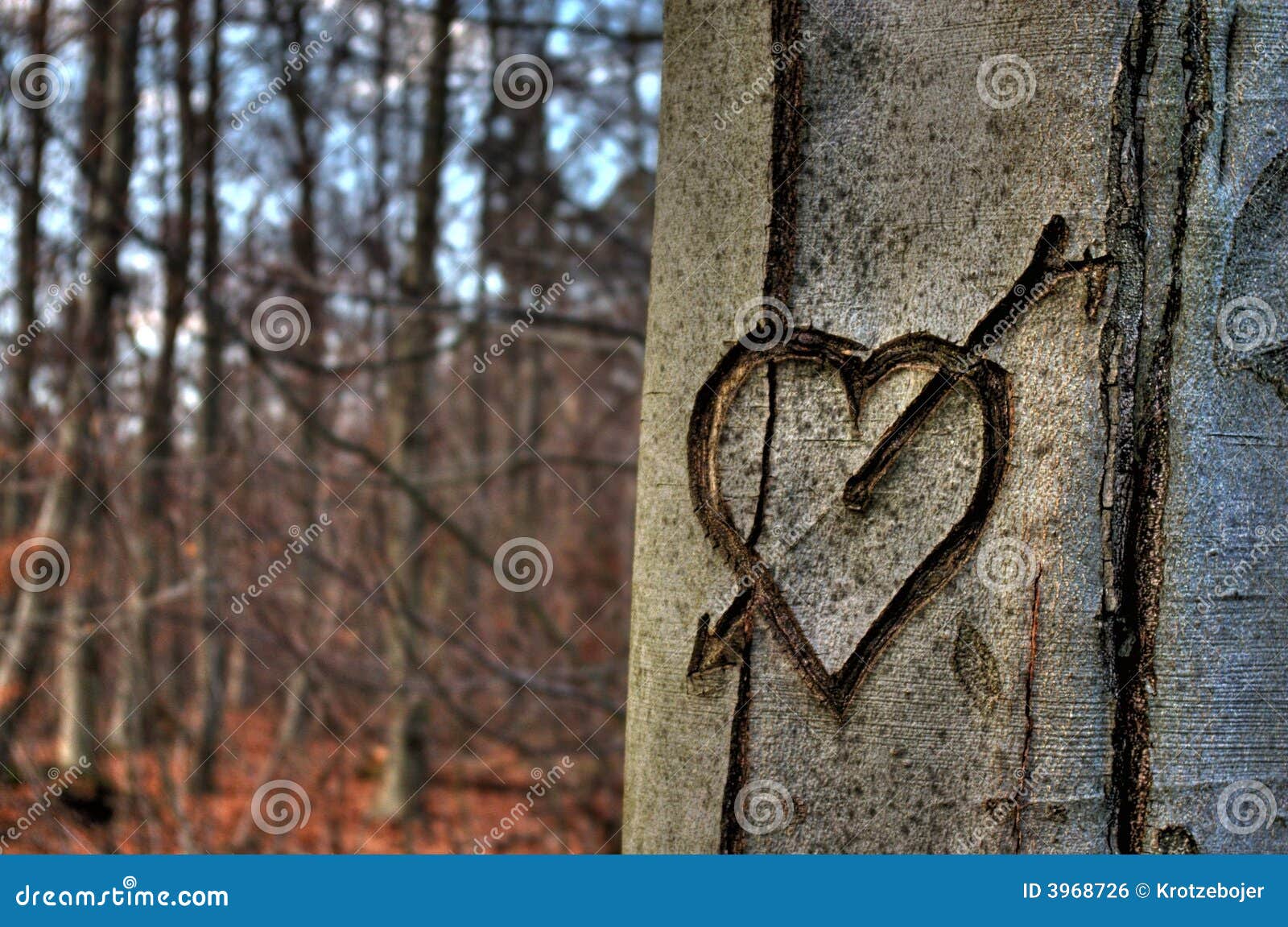 Heart in a Tree stock photo. Image of people, love, heart - 3968726