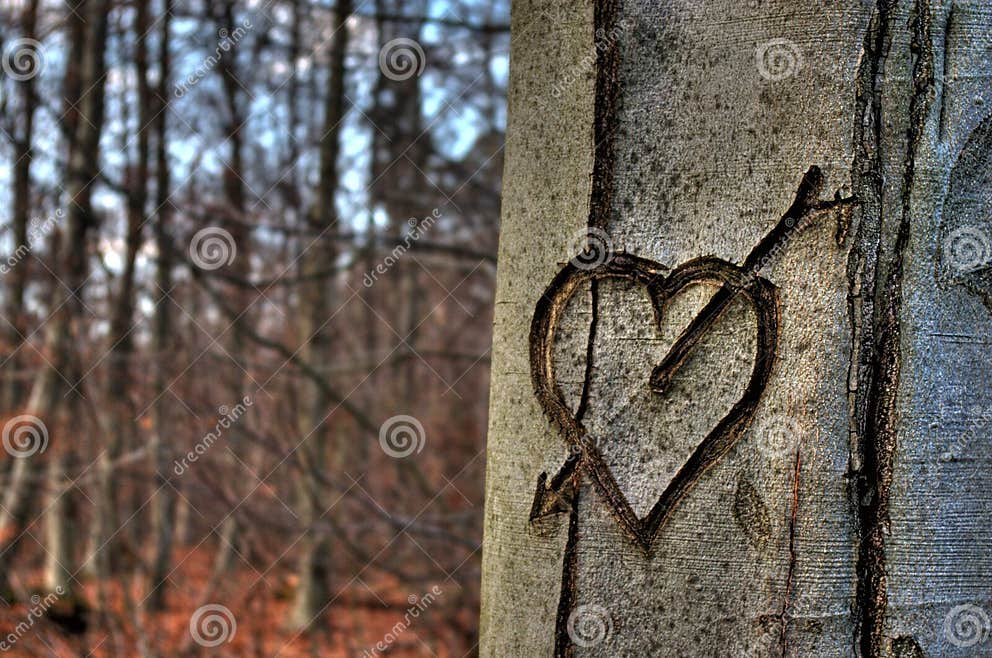 Heart in a Tree stock photo. Image of people, love, heart - 3968726