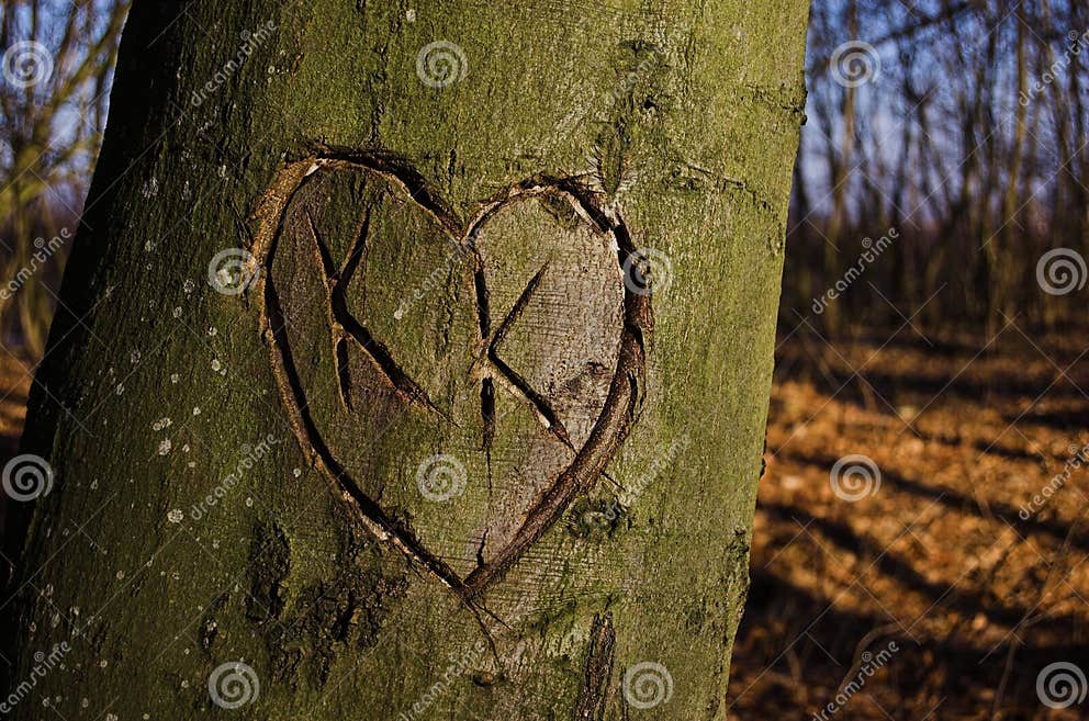 Heart on tree stock photo. Image of valentines, forest - 511566