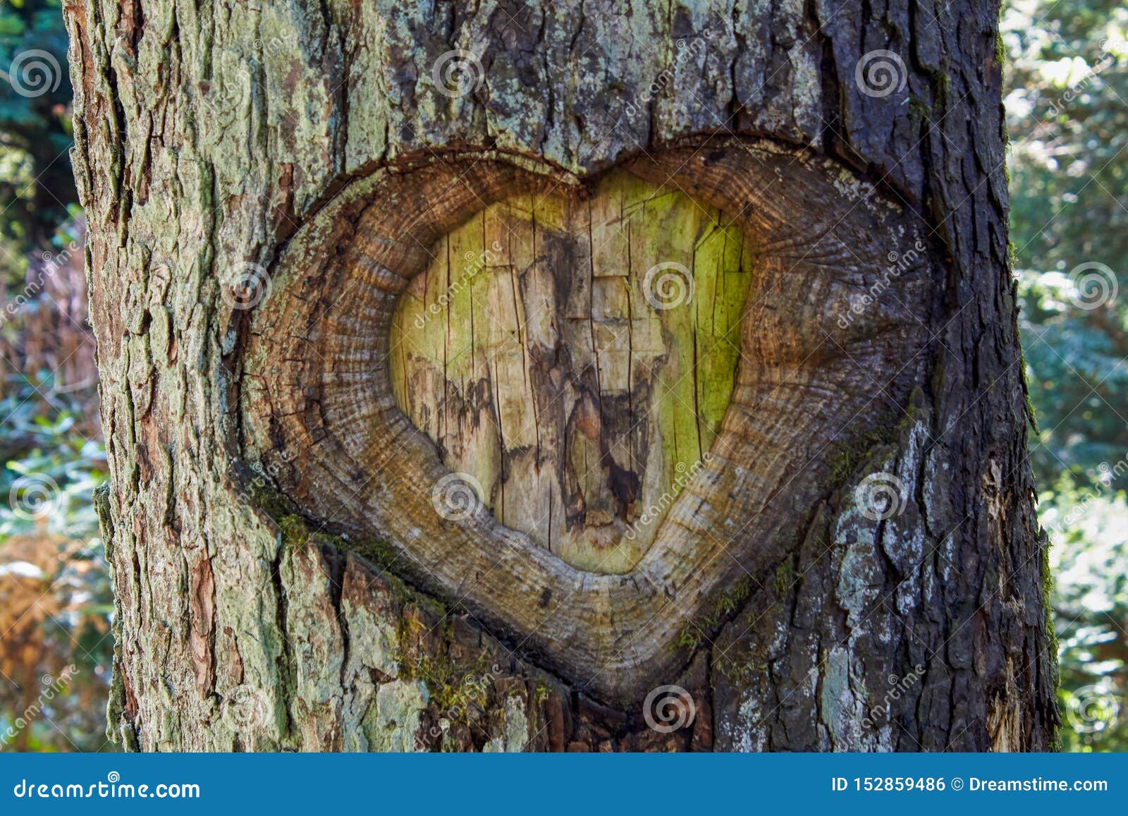 Heart in tree bark stock photo. Image of outdoor, peeling - 152859486