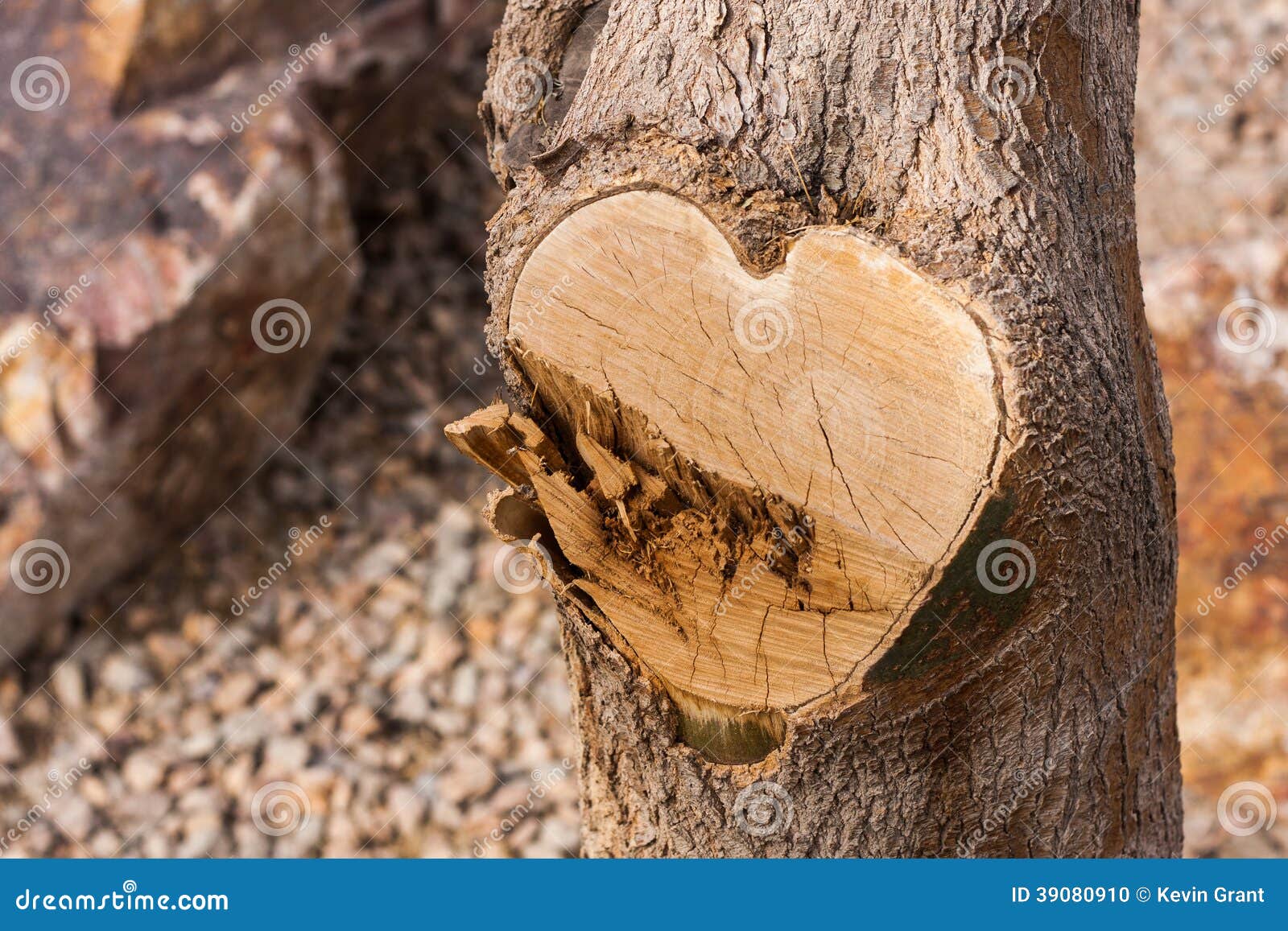 Heart Tree stock photo. Image of tree, wood, limb, splinter - 39080910