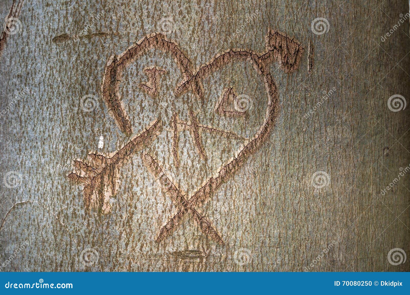 A heart in a tree stock photo. Image of hollow, heart - 70080250