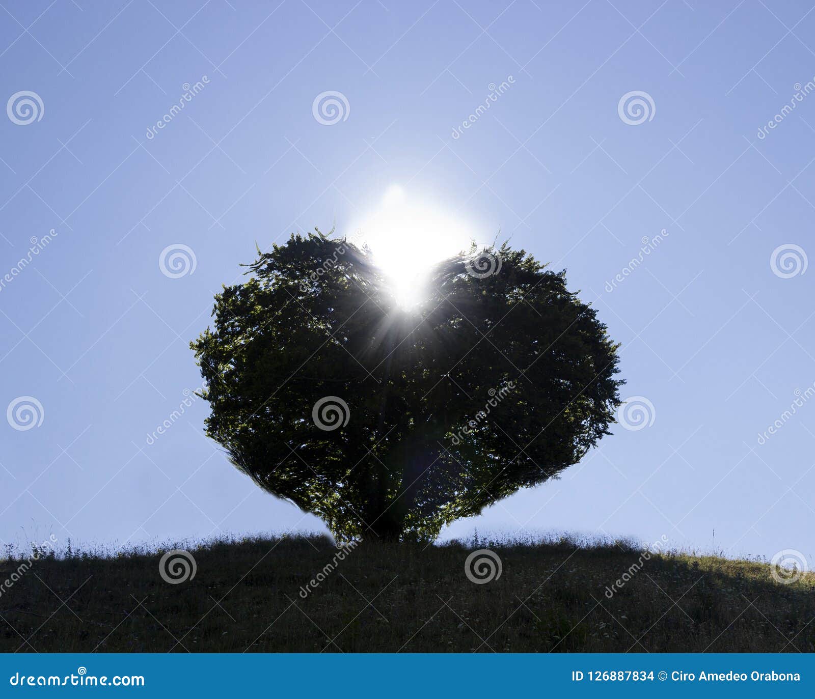 Heart tree stock photo. Image of season, shape, love - 126887834