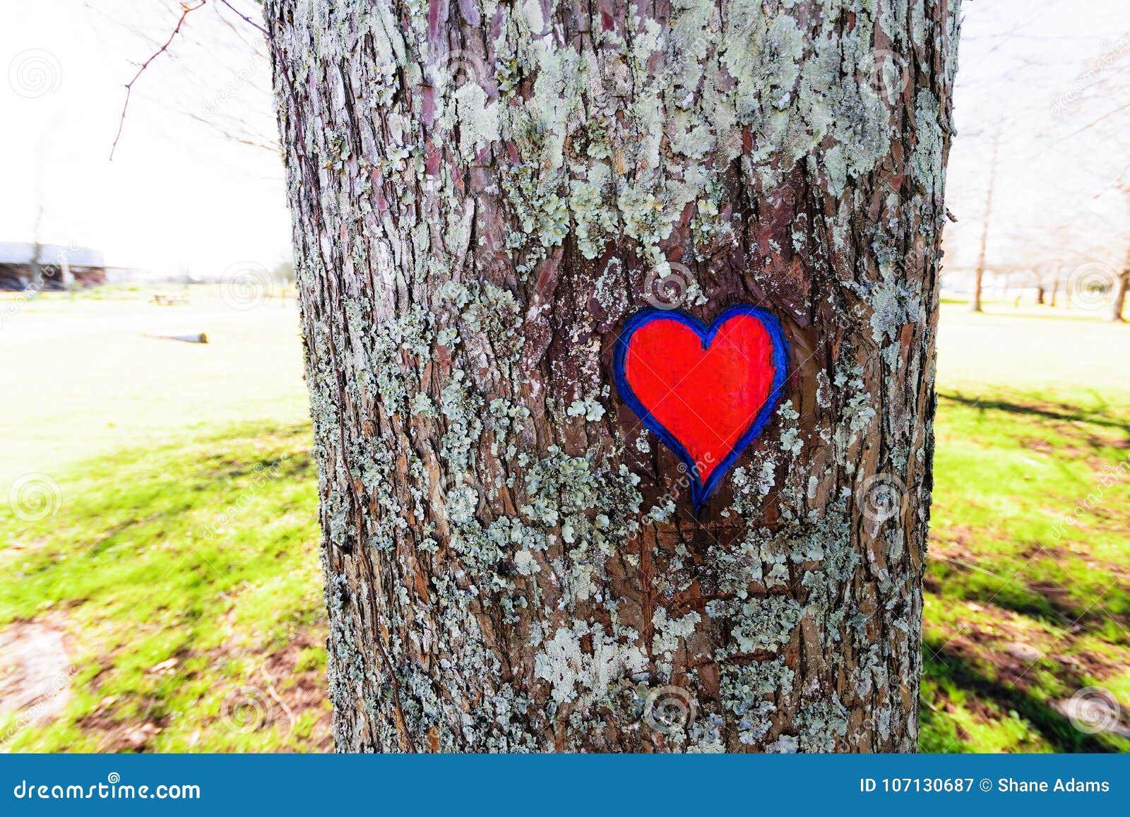 Heart on a Tree stock image. Image of nature, environment - 107130687