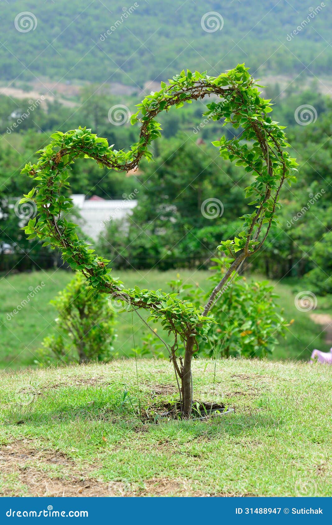 Heart tree stock image. Image of growth, grass, lush - 31488947