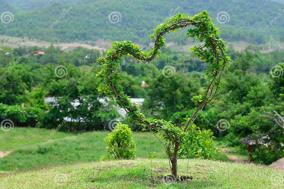 Heart tree with love stock image. Image of creative, bright - 31488939