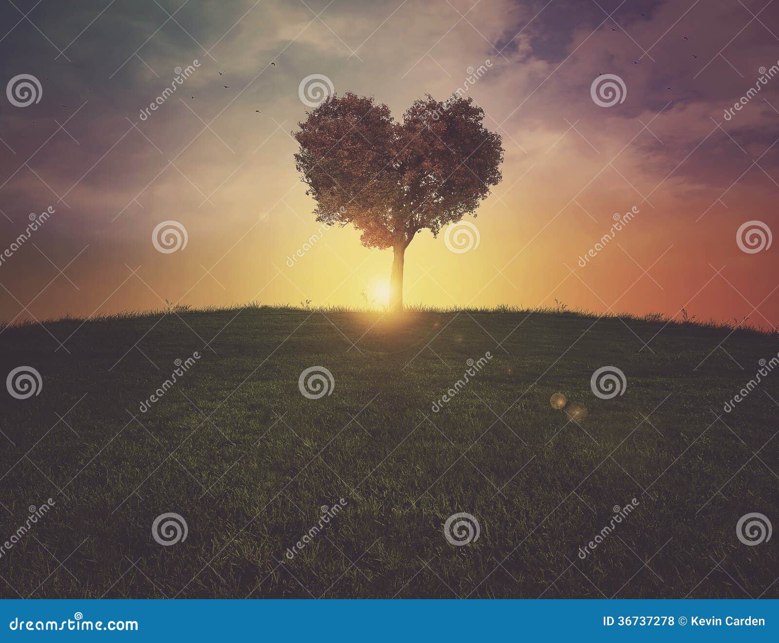 Heart tree sunset stock photo. Image of grass, colors - 36737278