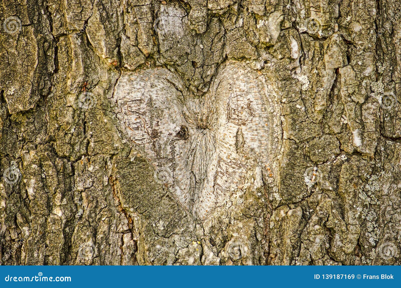 Heart in a tree trunk stock image. Image of carving - 139187169