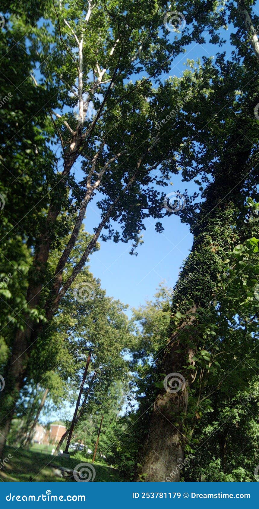 Heart in the trees stock image. Image of autumn, branch - 253781179