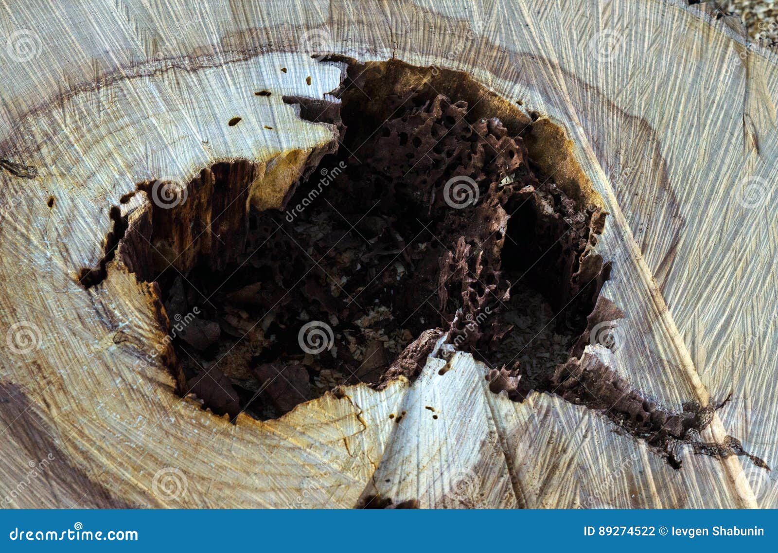 Heart in the Trunk of a Tree Stock Photo - Image of forest, natural ...