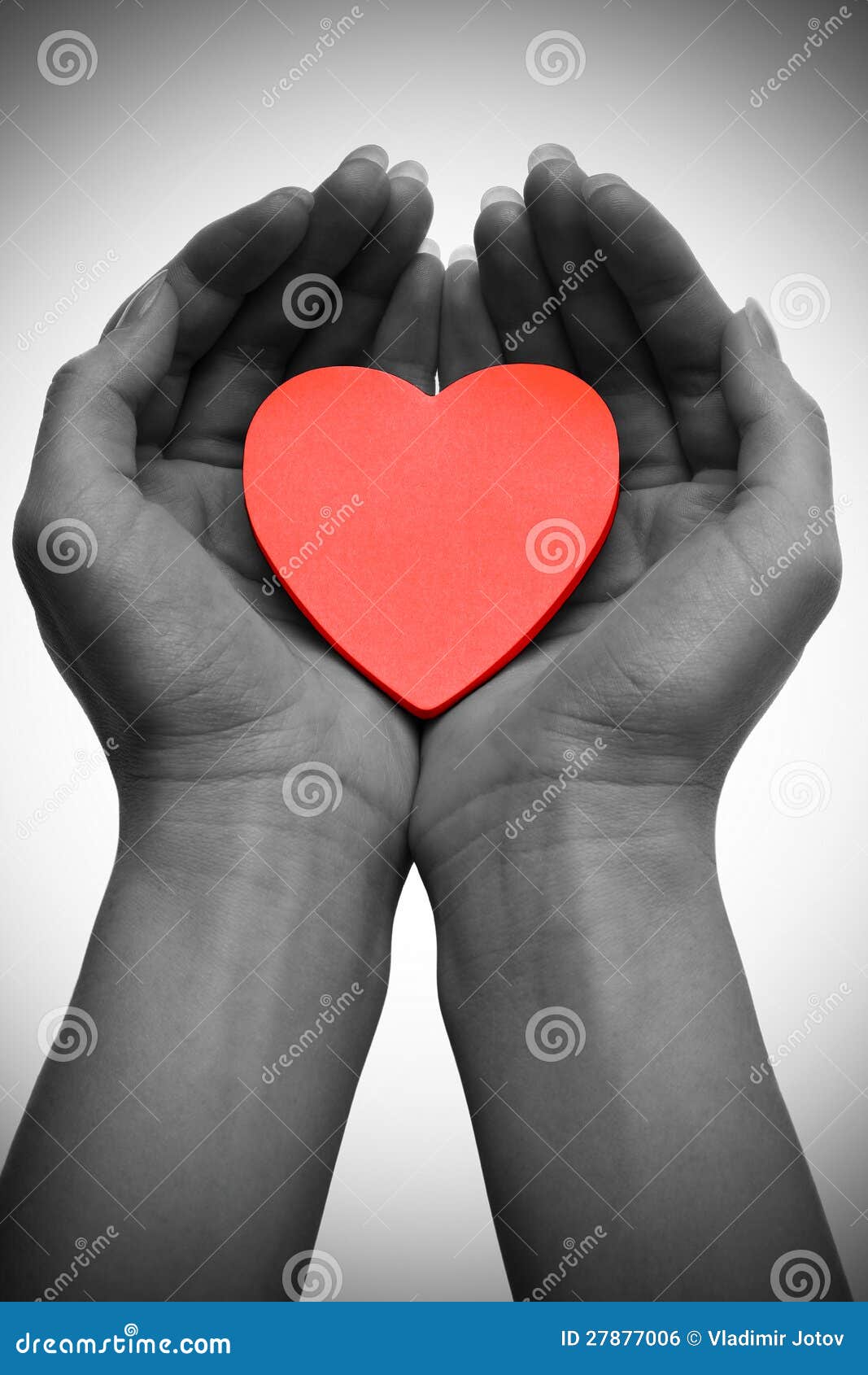 Heart in two hands stock photo. Image of love, monocrome - 27877006