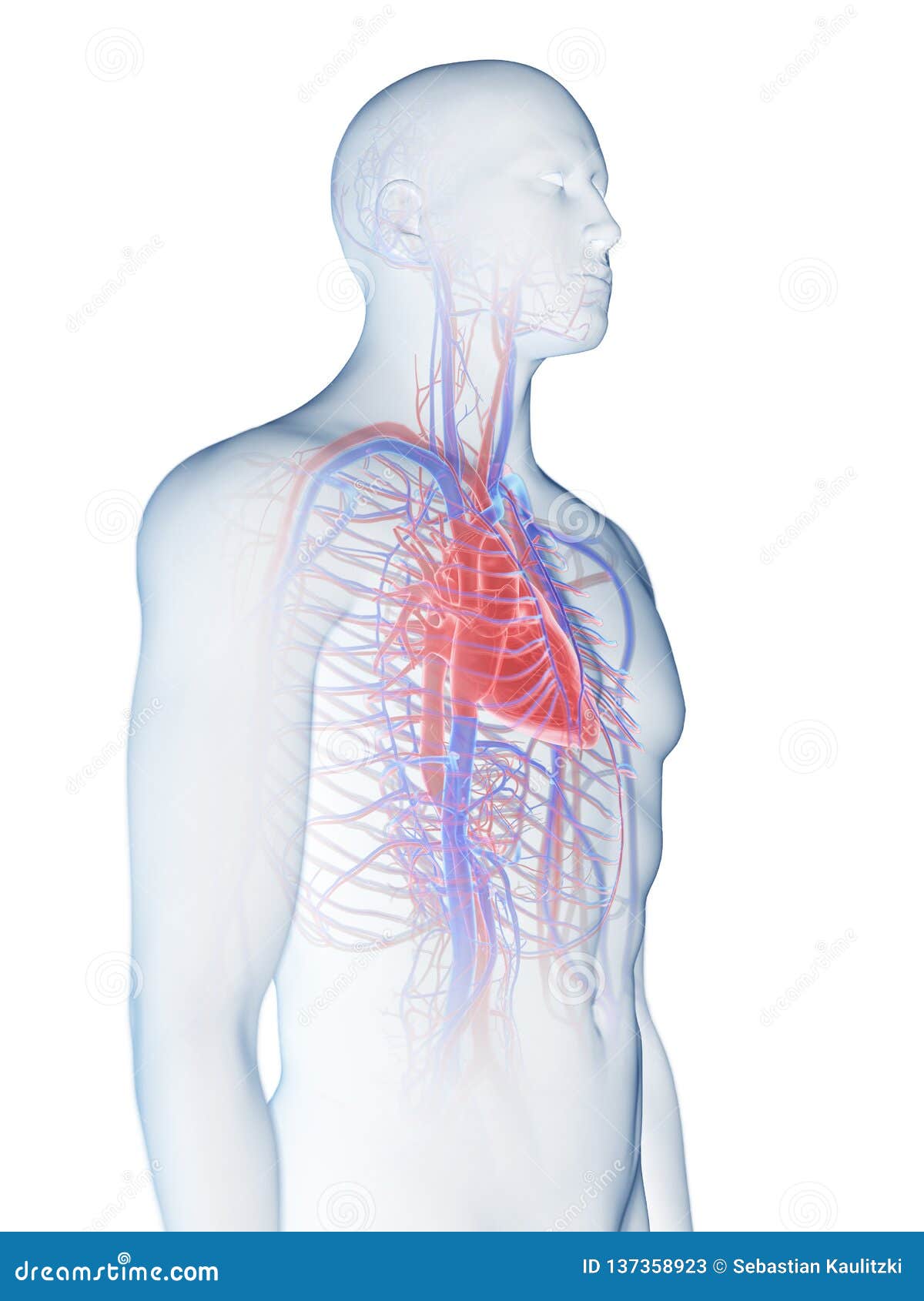 The Heart and Vascular System Stock Illustration - Illustration of ...