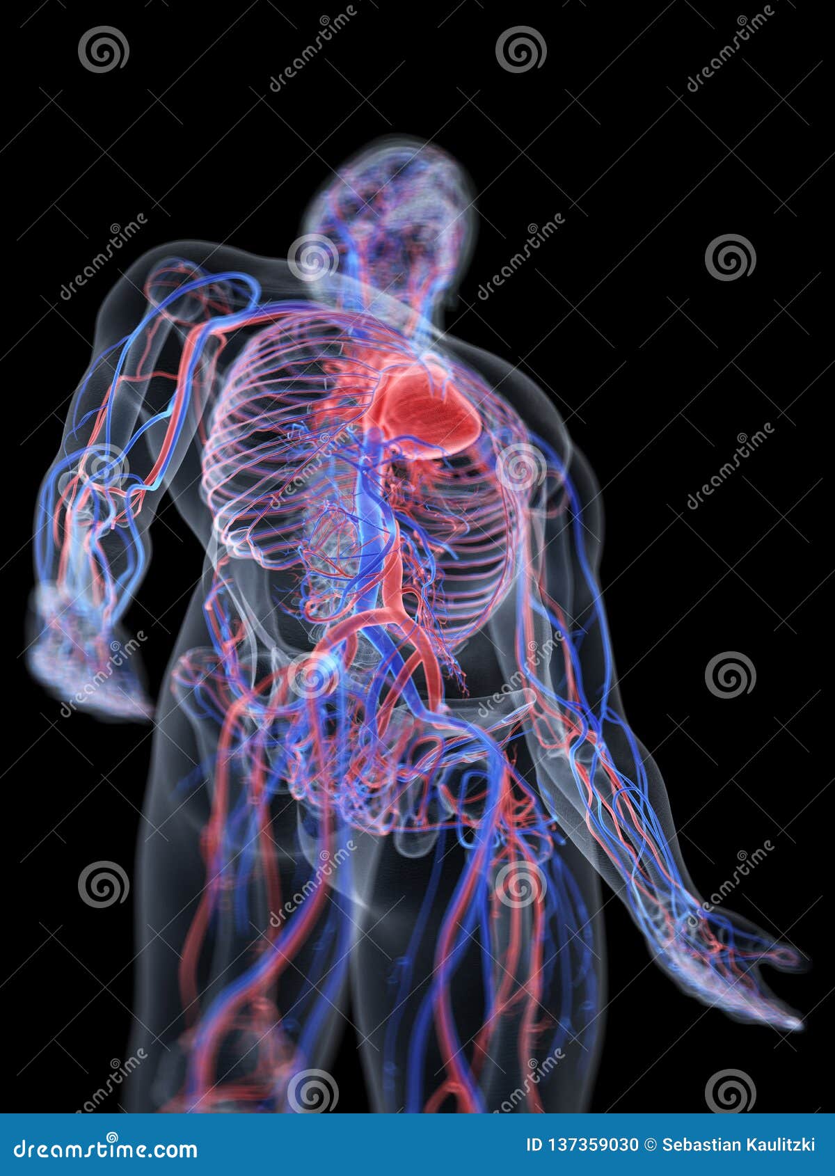 The Heart and Vascular System Stock Illustration - Illustration of ...