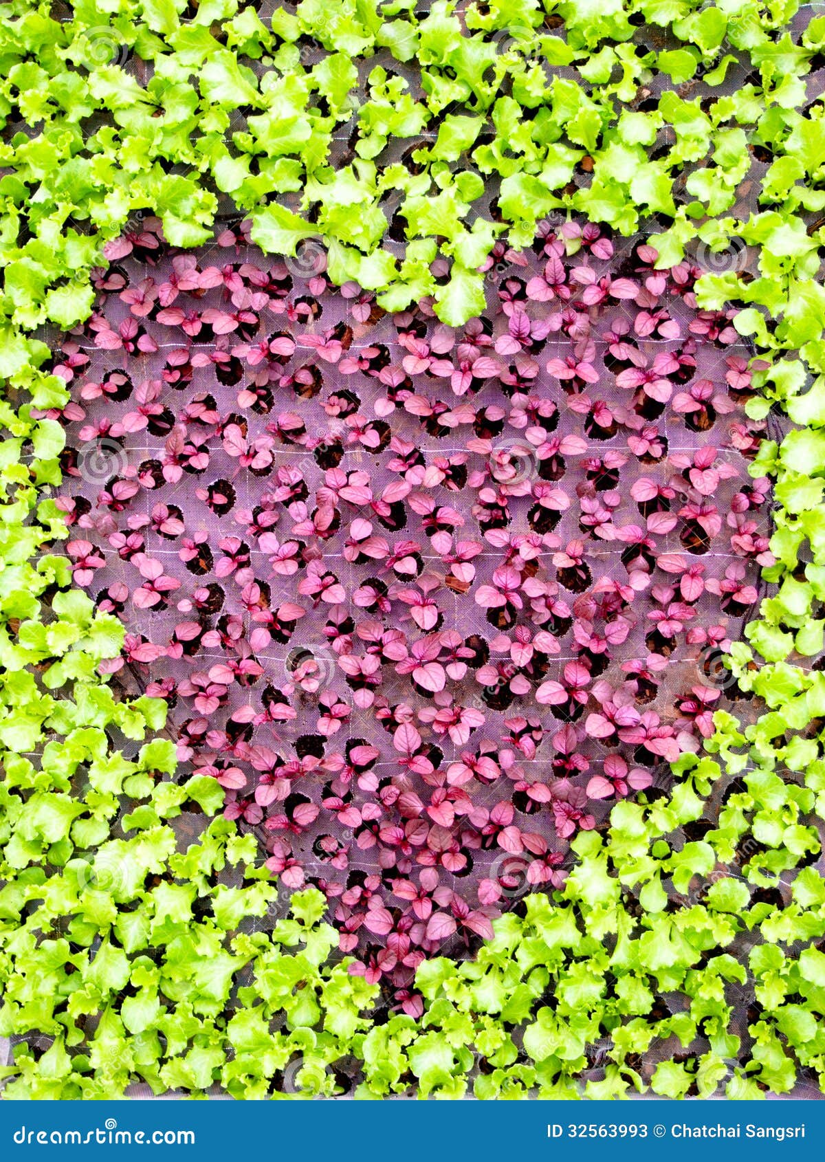 Heart vegetable stock image. Image of group, fresh, salad - 32563993