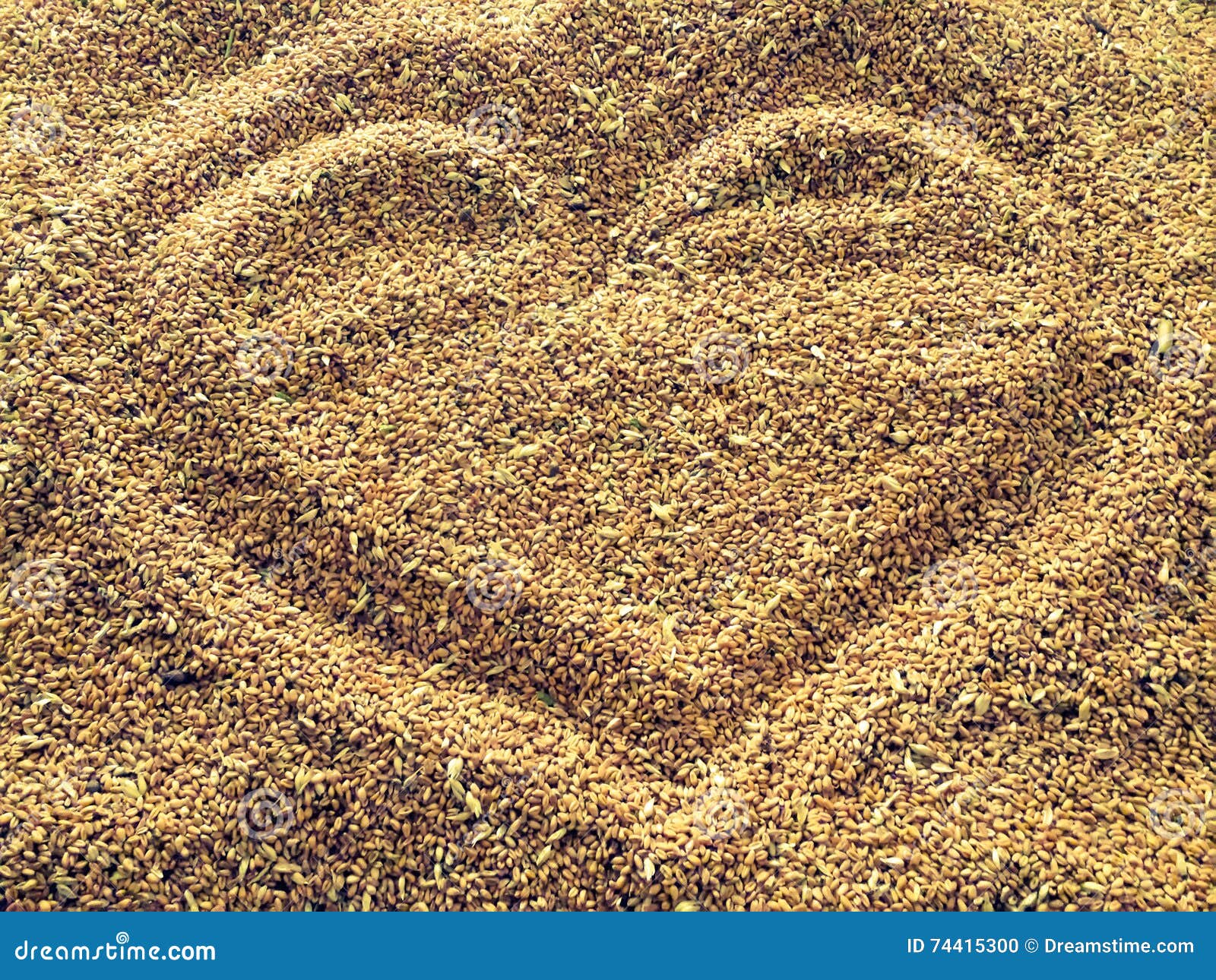 Heart in a wheat stock photo. Image of detail, food, love - 74415300