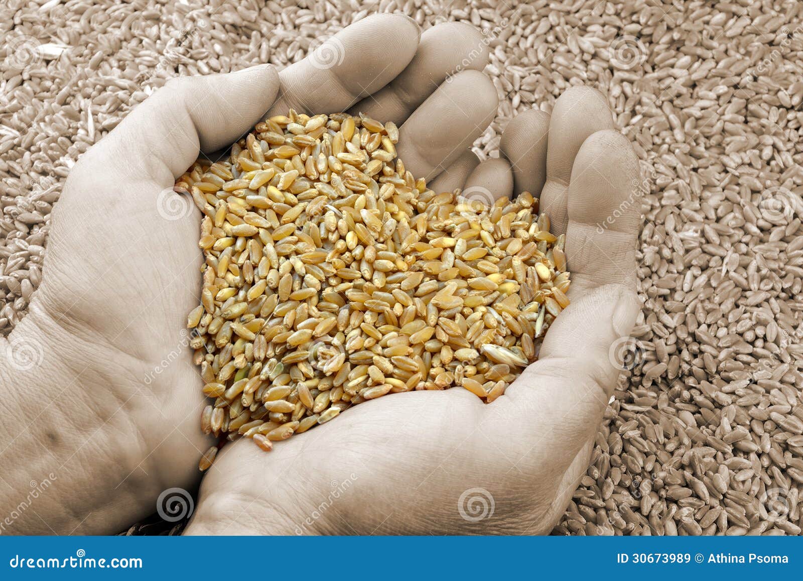 Heart of wheat stock image. Image of organic, summer - 30673989