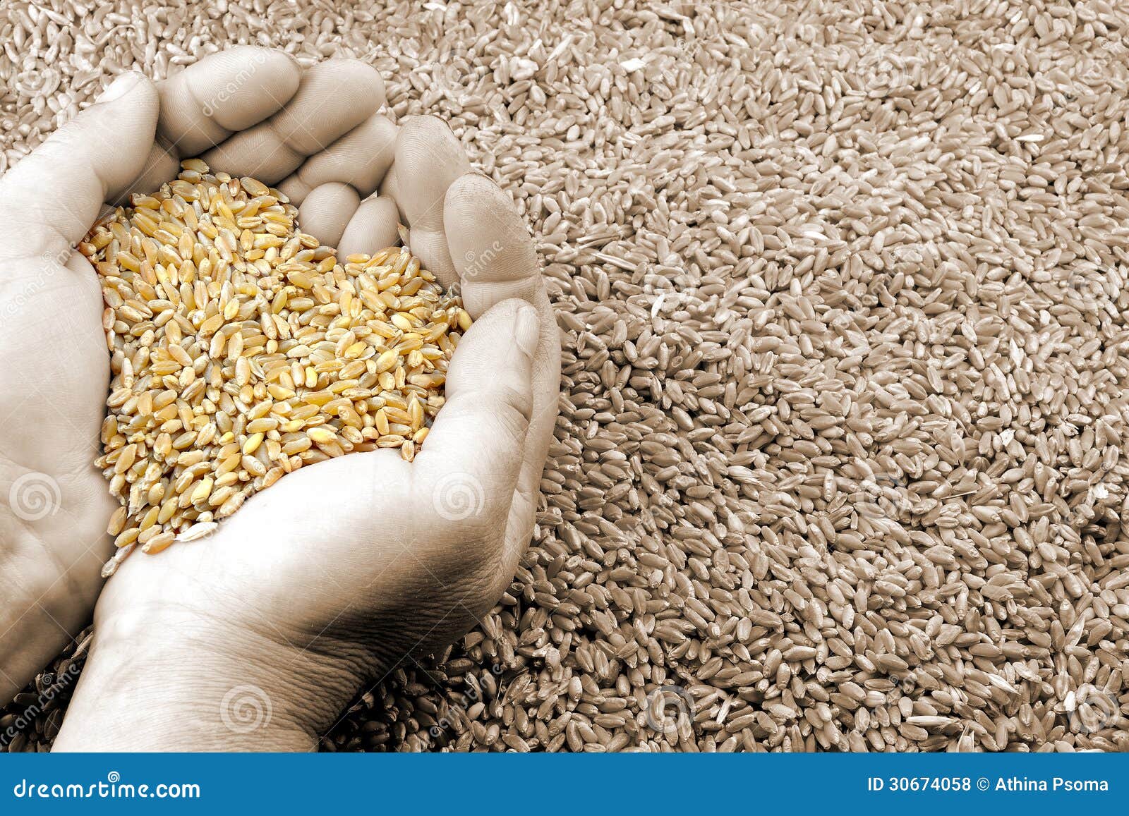 Heart of wheat stock photo. Image of background, food - 30674058