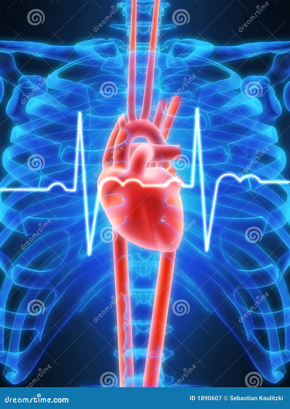 Heartbeat stock illustration. Illustration of anatomy - 1890607