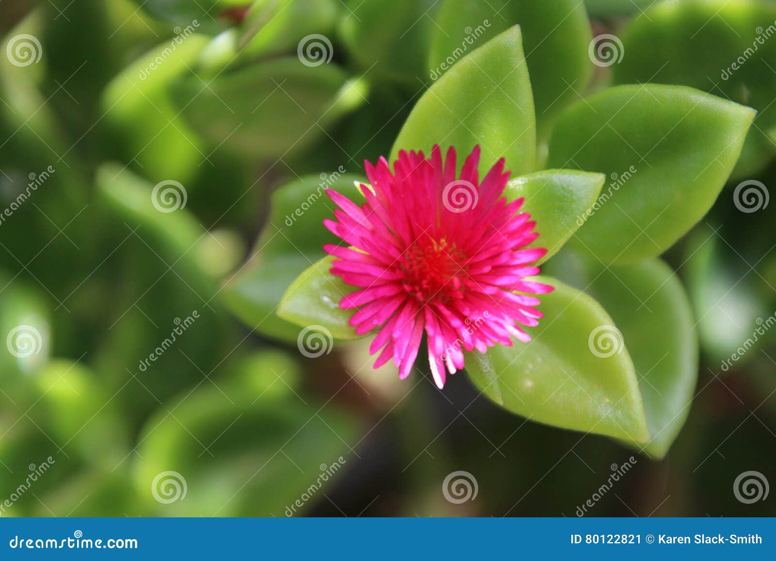 Heartleaf Ice Plant stock image. Image of succulent, green - 80122821