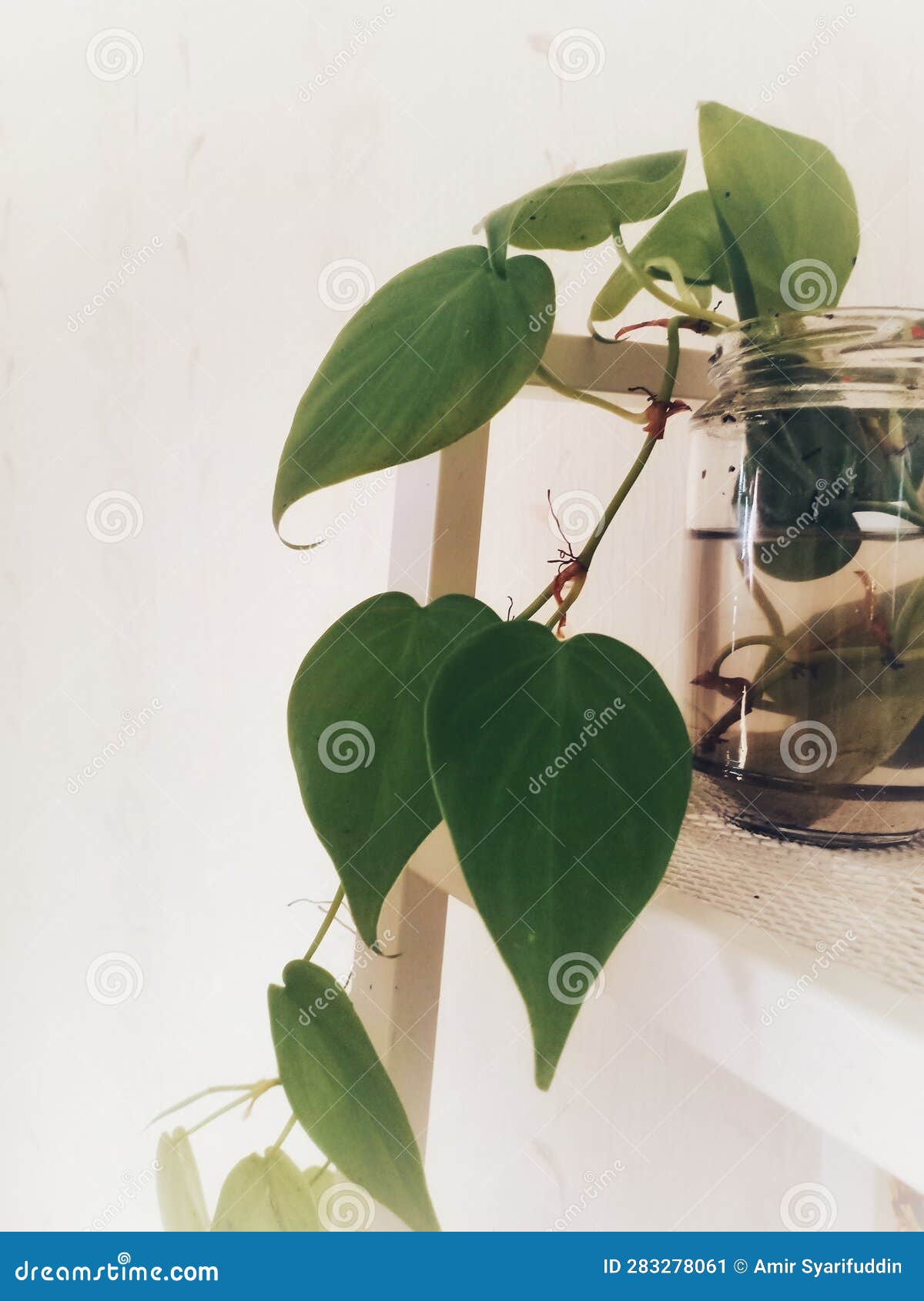 Heartleaf Philodendron On A Plain White Background - Isolated Stock ...