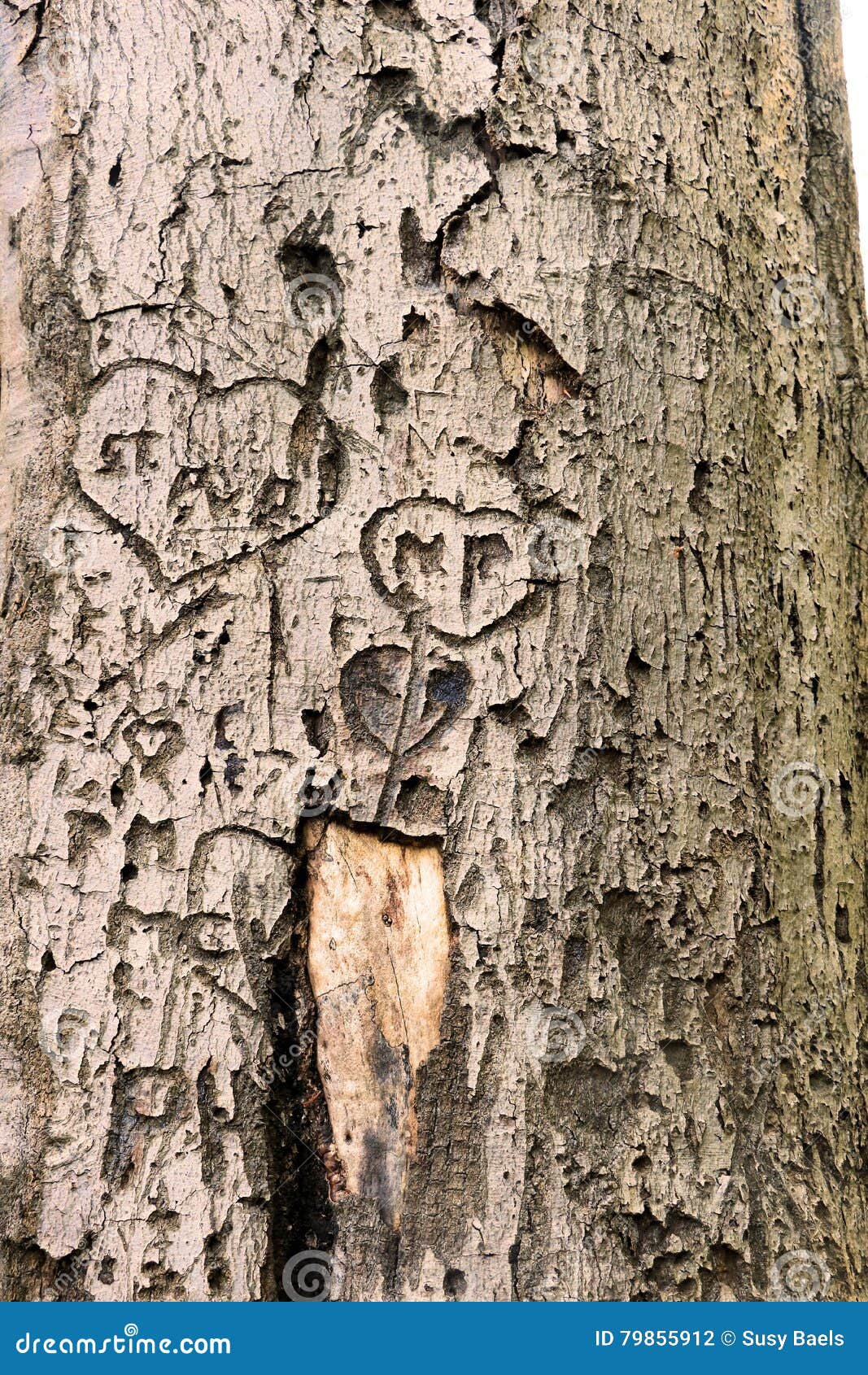 Hearts in a dead tree stock photo. Image of plants, yellow - 79855912