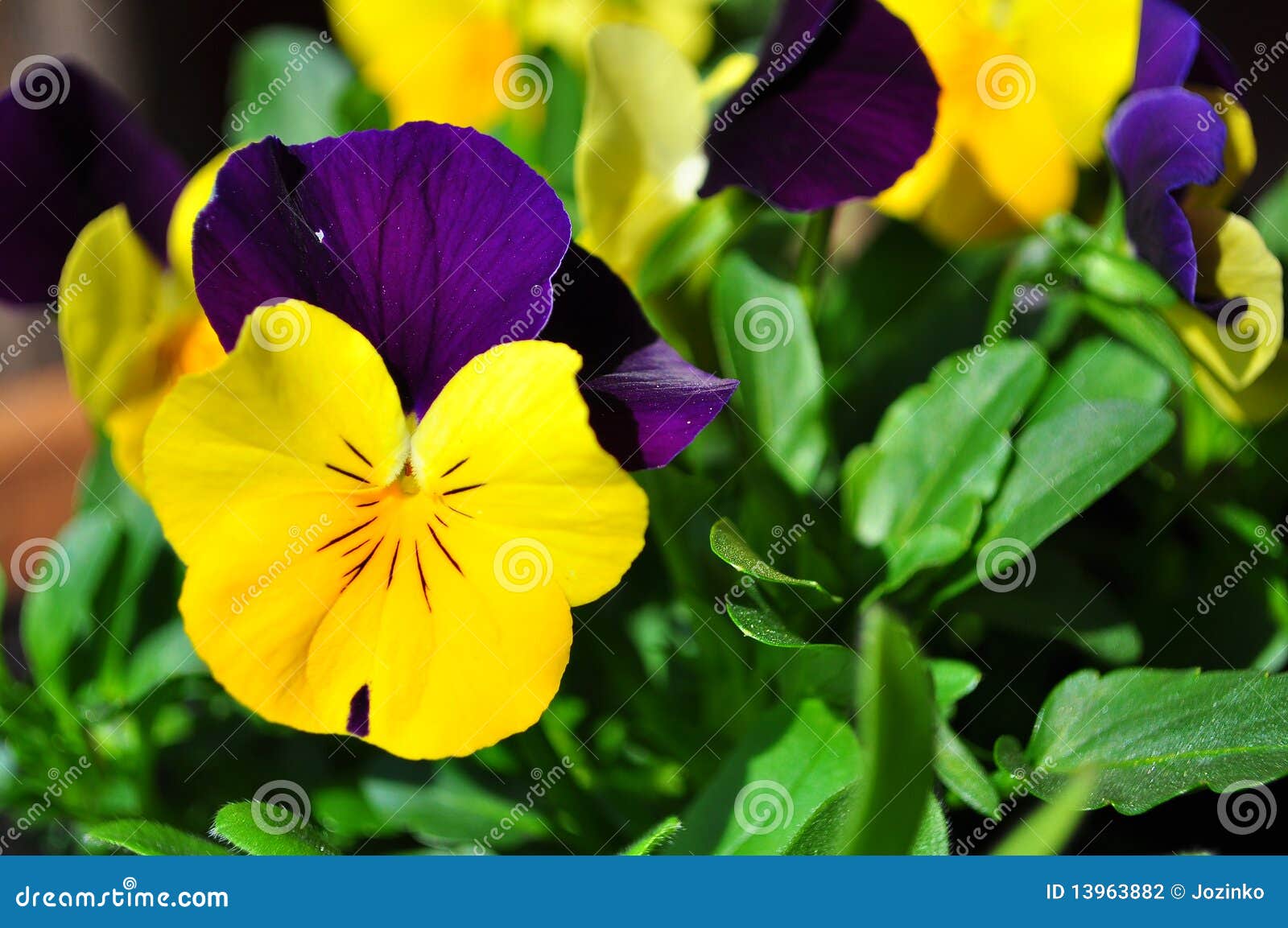 Heartsease stock photo. Image of yellow, spray, heartsease - 13963882