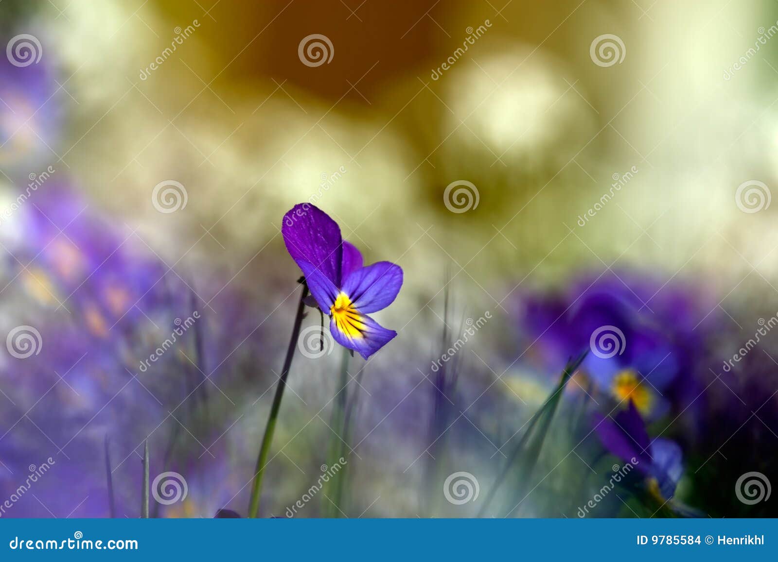 Heartsease on a meadow. stock photo. Image of meadow, field - 9785584