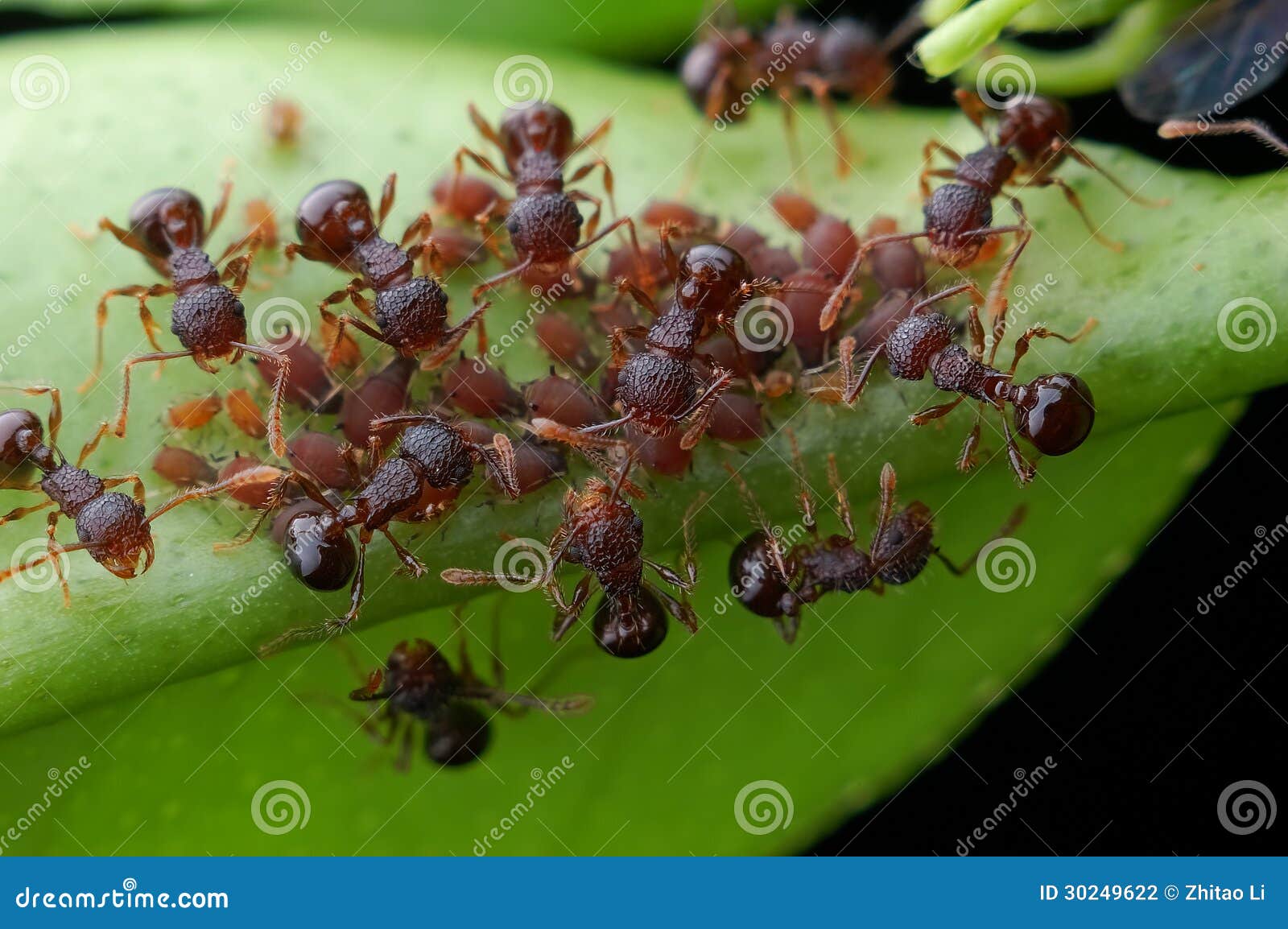 Crazy ants stock photo. Image of closeup, macro, insects - 30249622