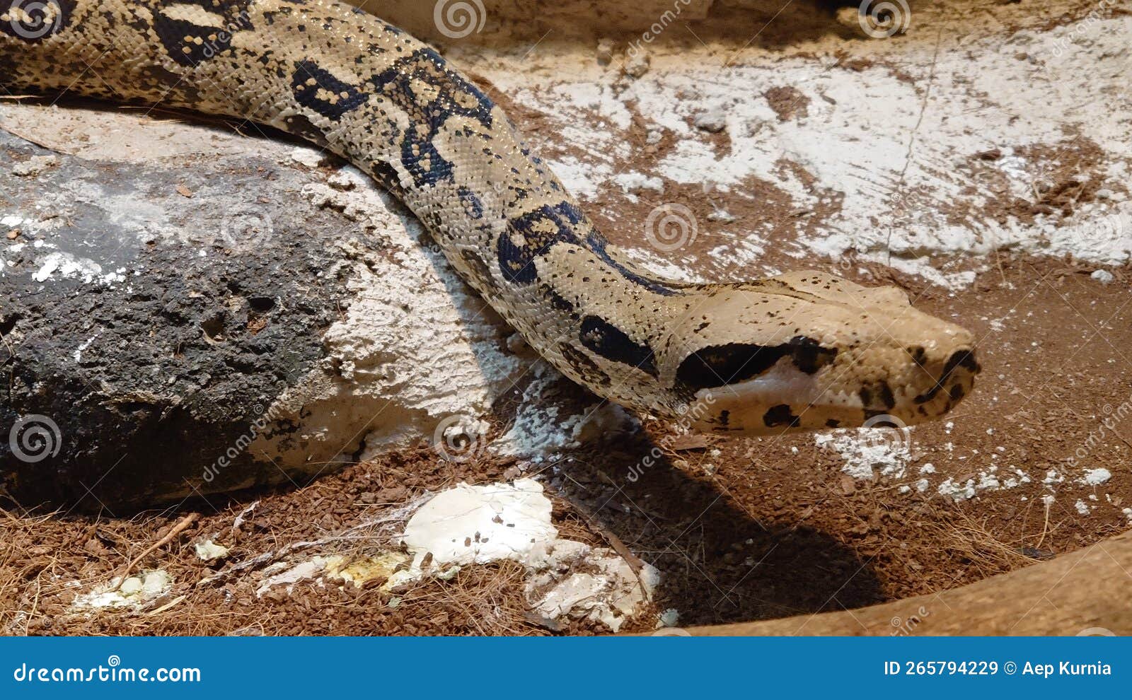 Heas snake trunk stock image. Image of tortoise, wood - 265794229