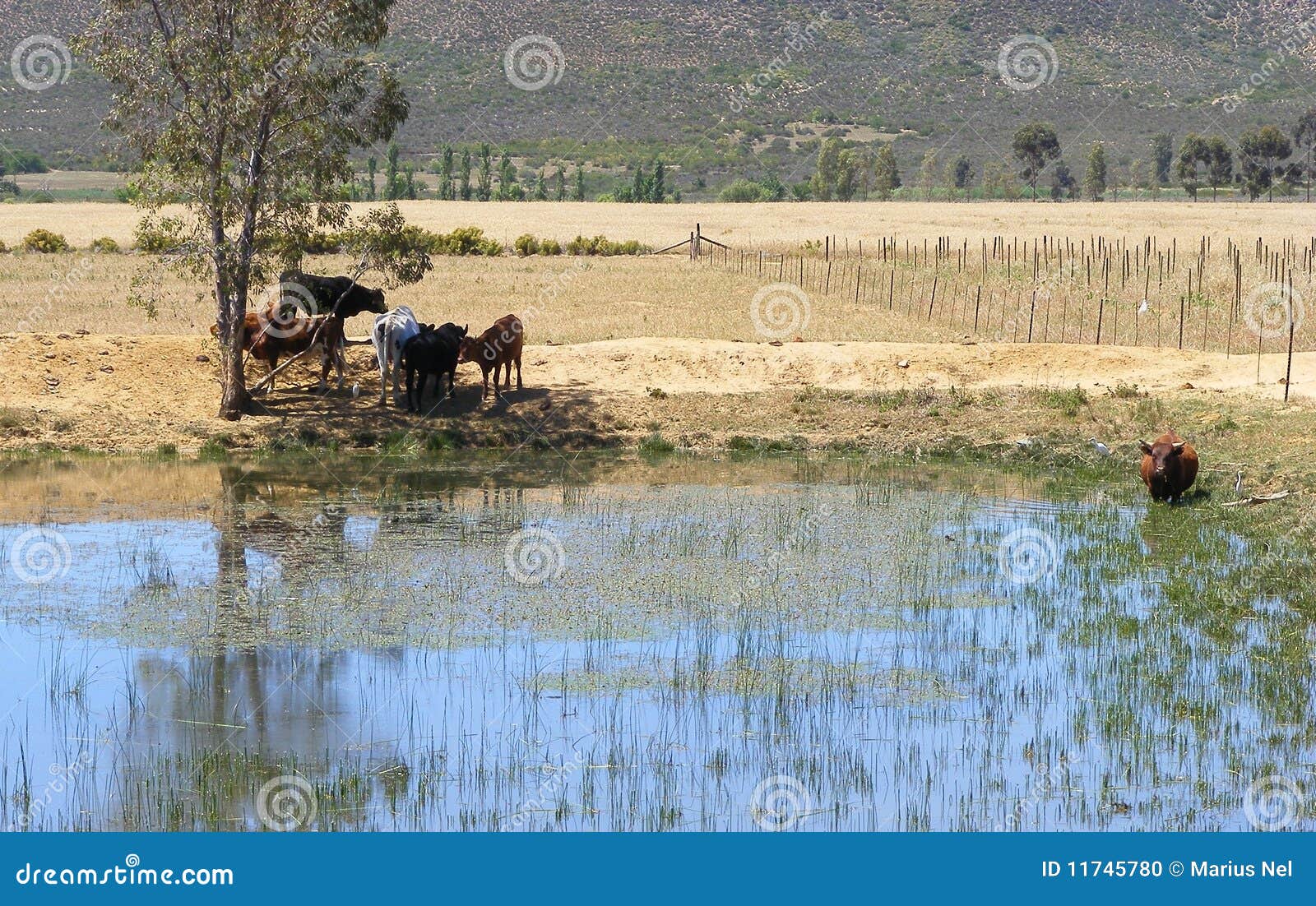 The heat of Africa stock photo. Image of reflection, nature - 11745780