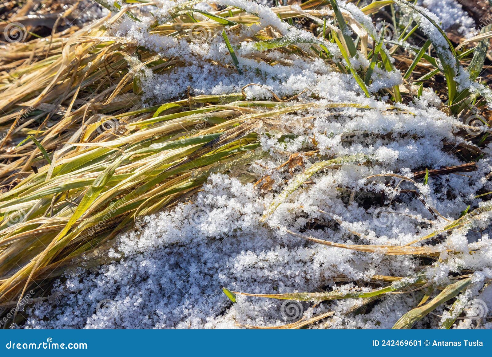 Melting Snow on the Grass in the Spring Stock Image - Image of spring ...