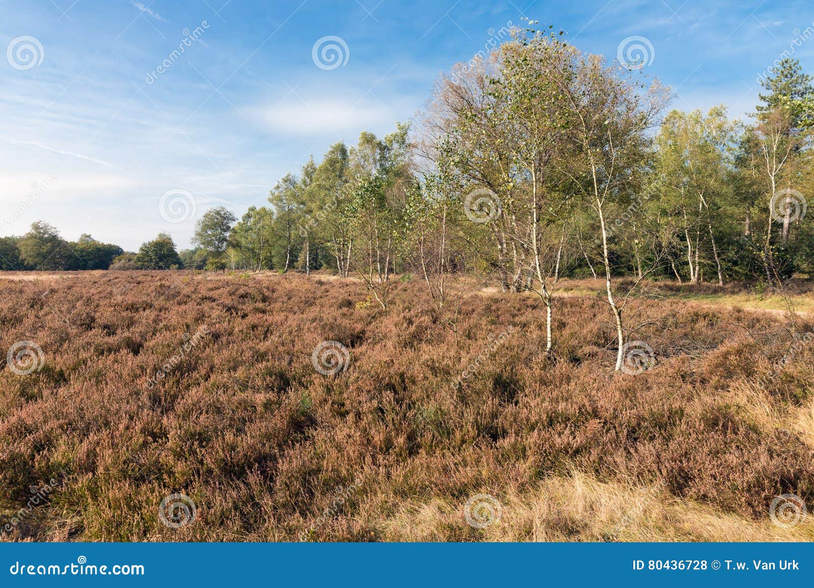 Heath Field of Dutch National Park Veluwe Stock Photo - Image of ...