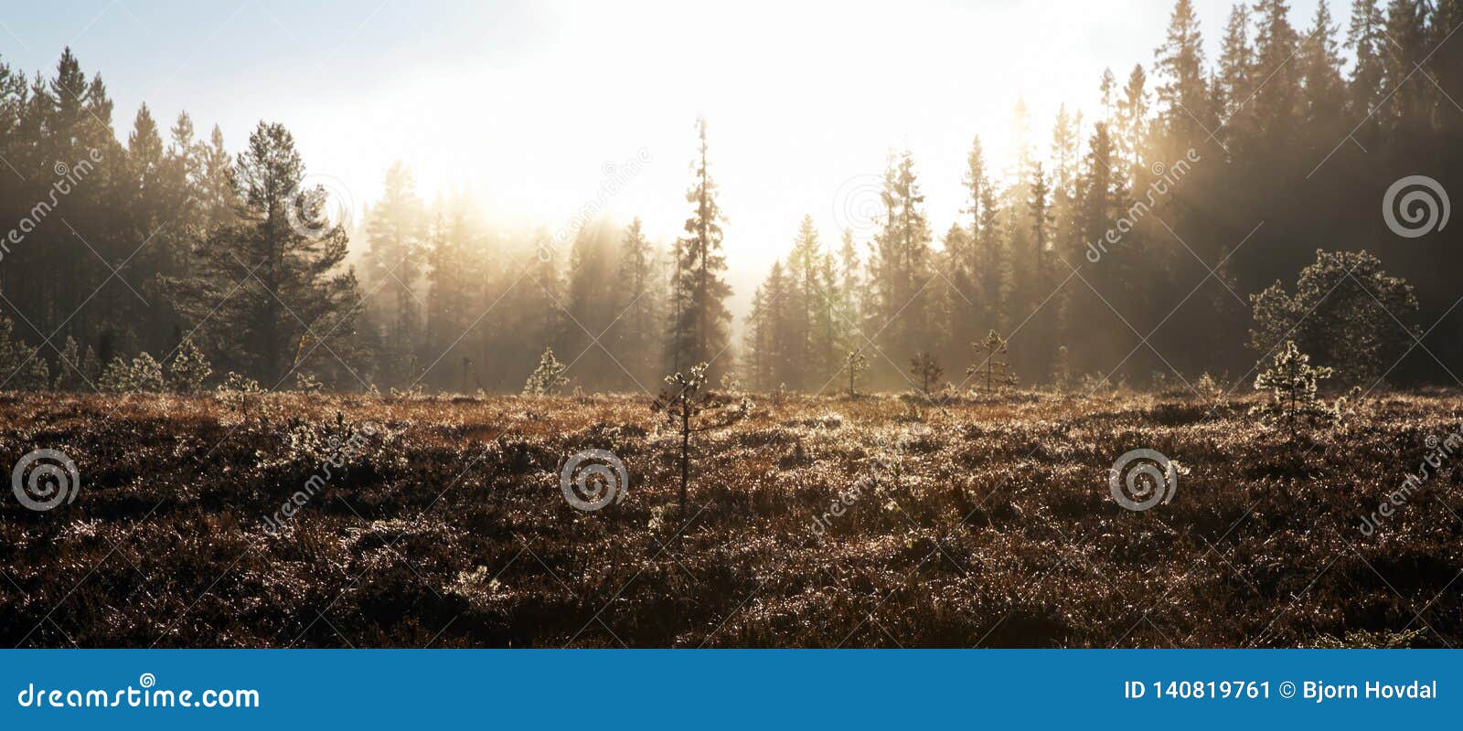 Heath and Forest Shrouded in Mist Stock Image - Image of scrub, timber ...