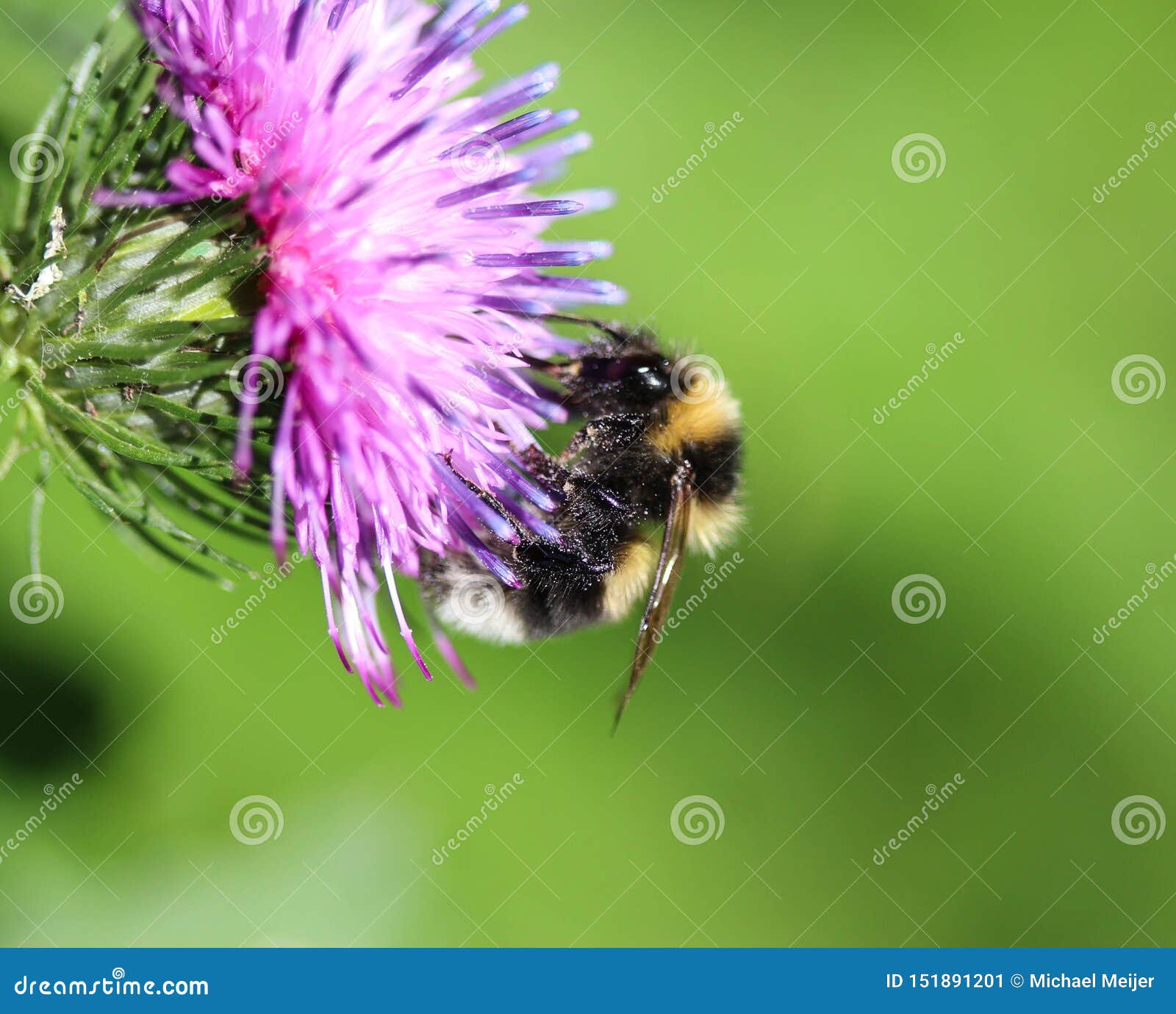Heath Humble-bee or Small Heath Bumblebee, Bombus Jonellus Stock Image ...