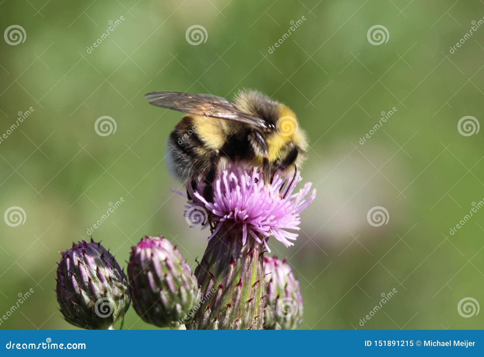 Heath Humble-bee or Small Heath Bumblebee, Bombus Jonellus Stock Image ...