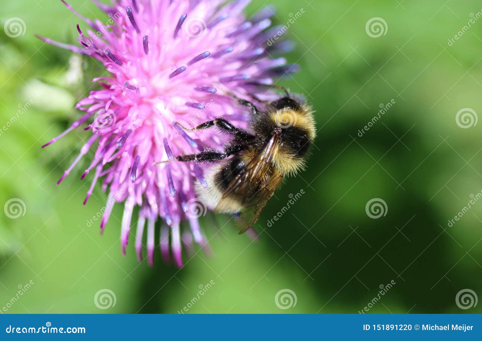 Heath Humble-bee or Small Heath Bumblebee, Bombus Jonellus Stock Photo ...