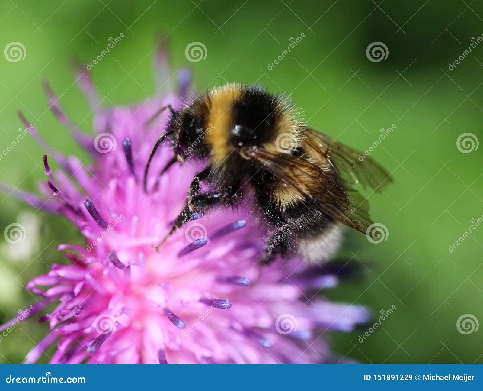 Heath Humble-bee or Small Heath Bumblebee, Bombus Jonellus Stock Image ...