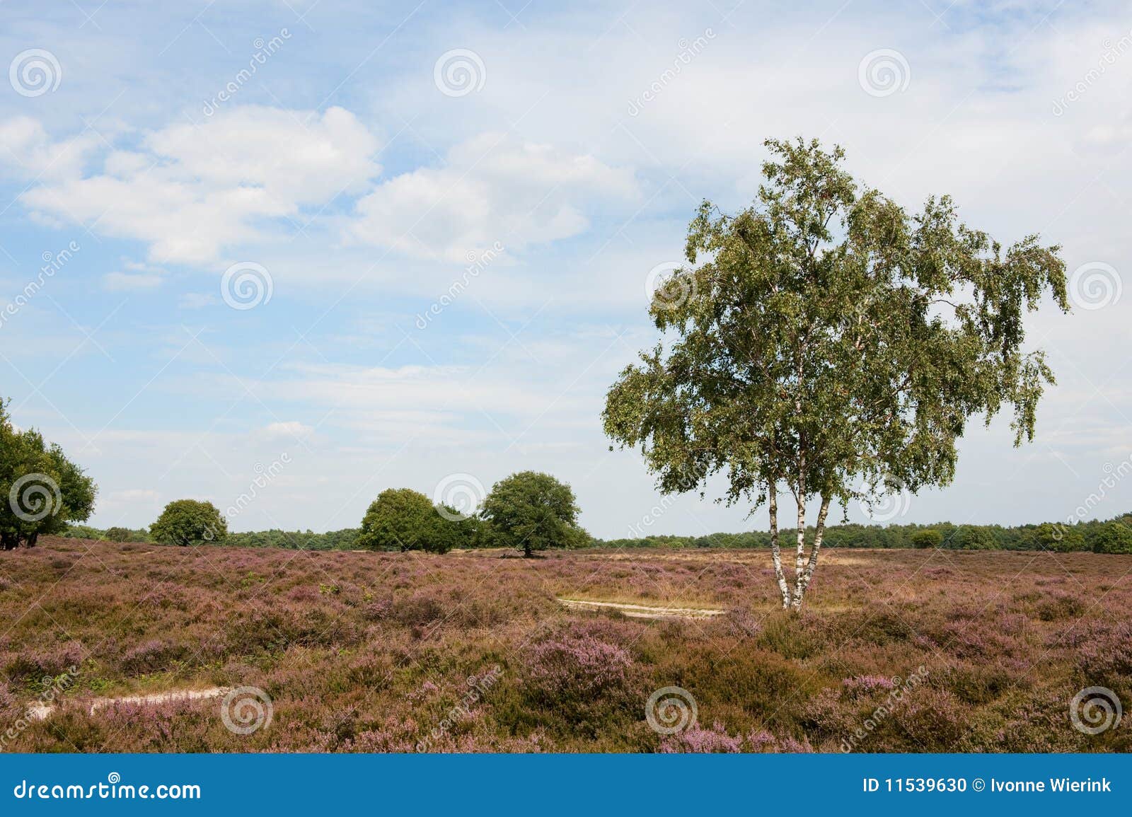 Heath in landscape stock photo. Image of moore, summertime - 11539630