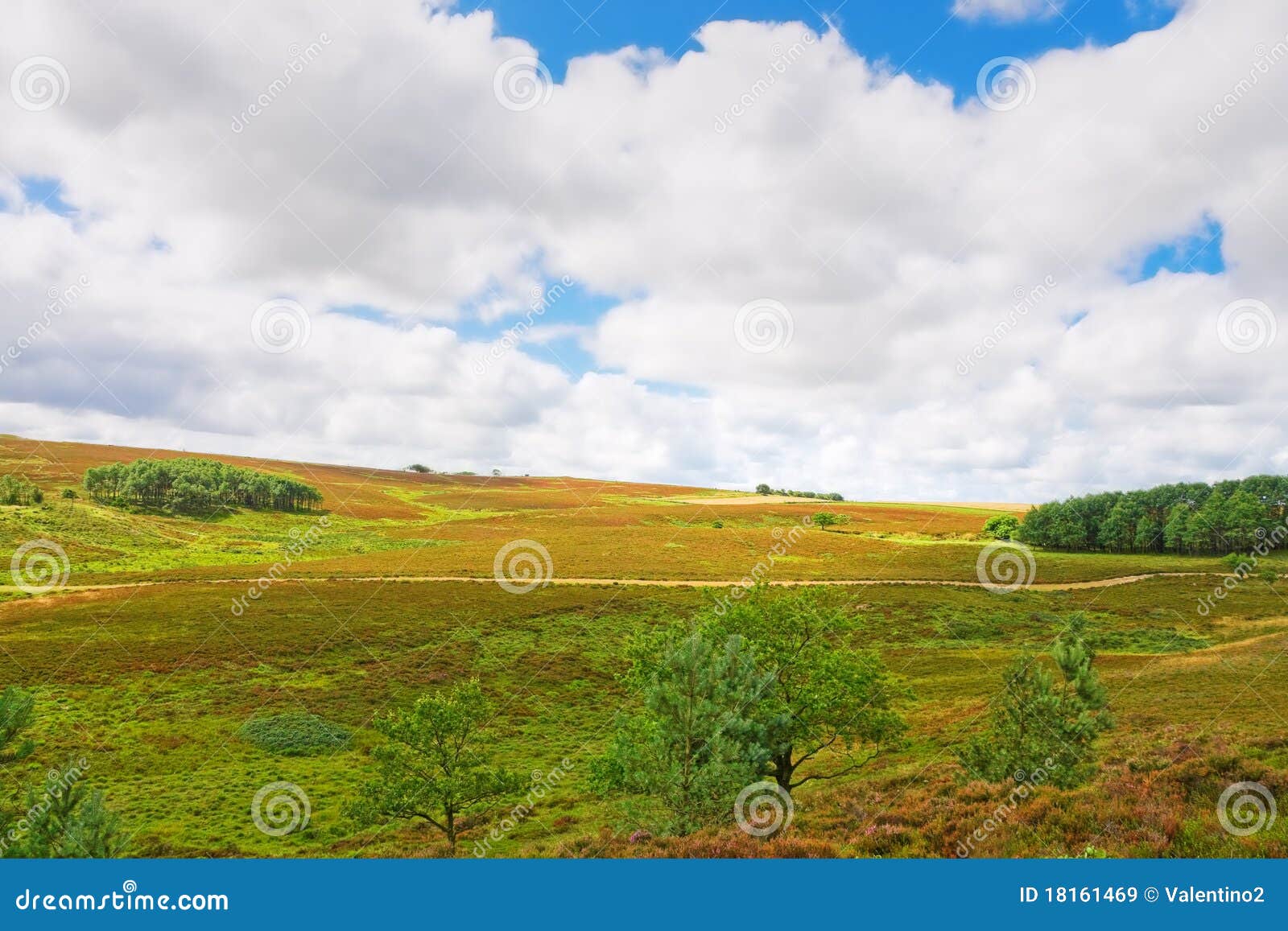 Heath landscape stock image. Image of forest, meadow - 18161469