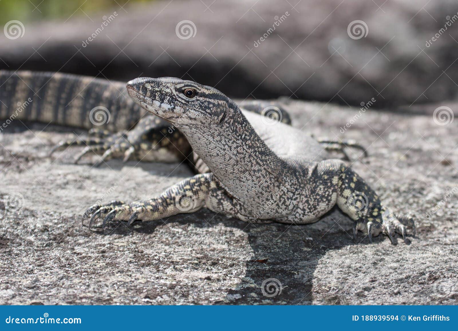 Heath Monitor stock photo. Image of reptile, varanus - 188939594