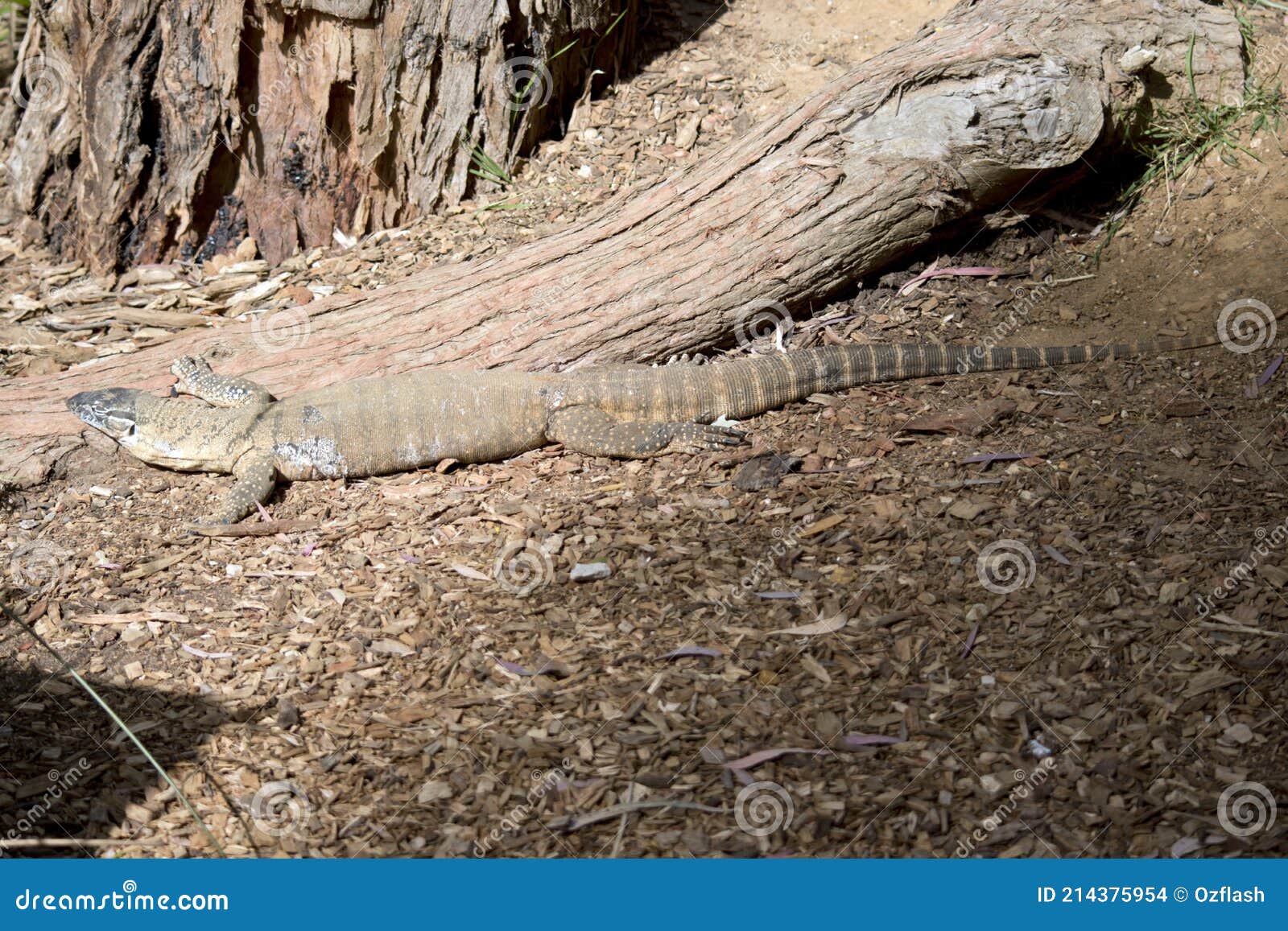 This is a Side View of a Heath Monitor Lizard Stock Photo - Image of ...