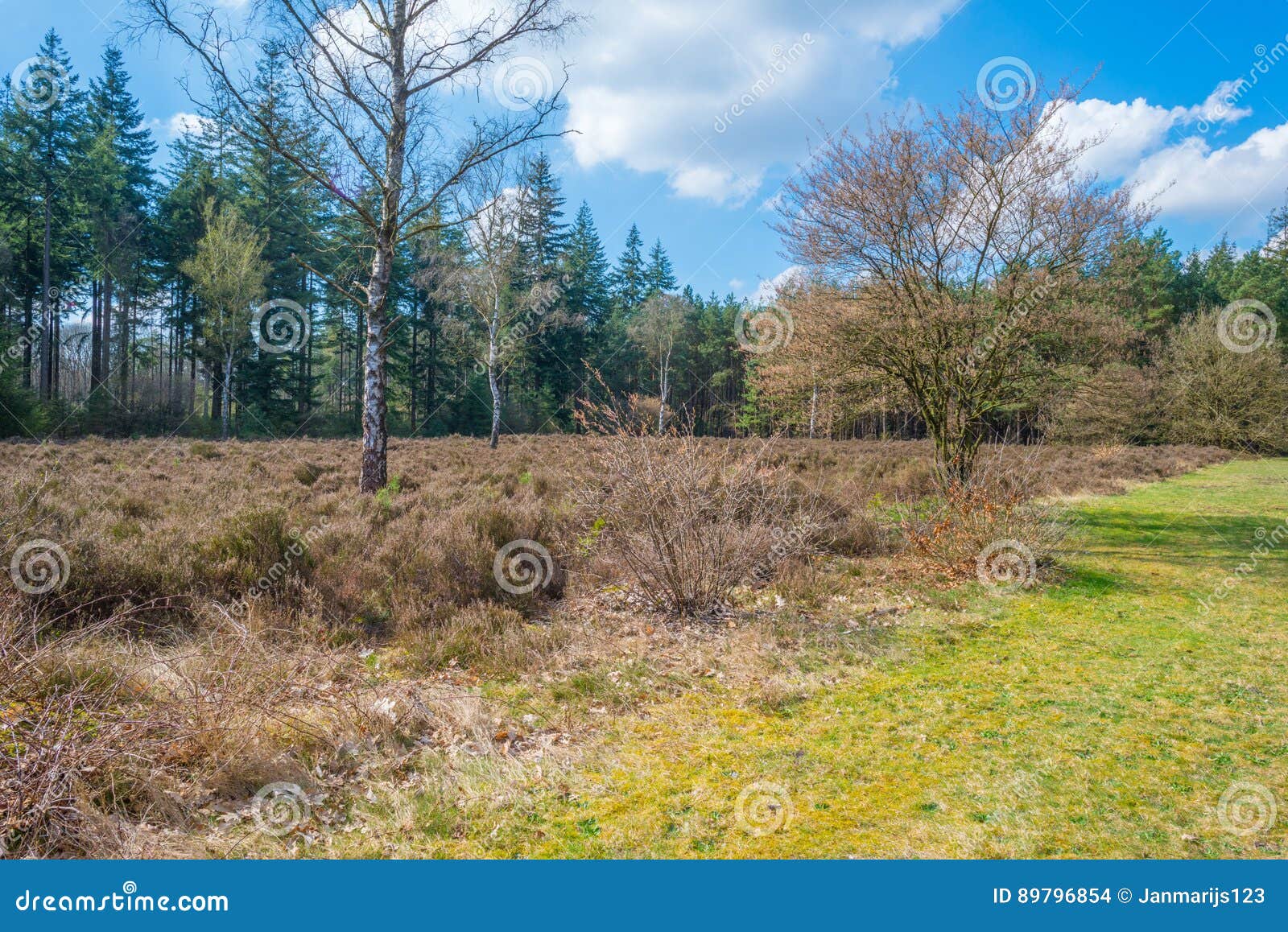 Heath in a Pine Forest in Spring Stock Photo - Image of green, sunny ...