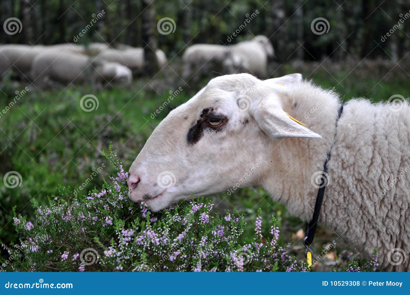 Heath sheep doing his job stock photo. Image of livestock - 10529308