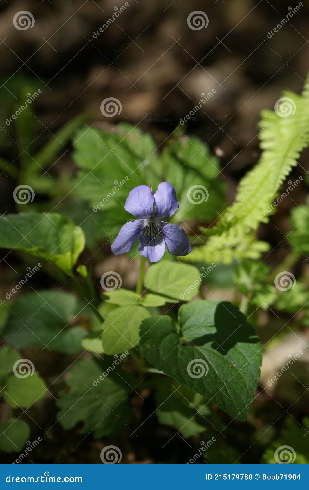 Heath Violet Viola Canina Beautiful Flower in Forest Stock Photo ...
