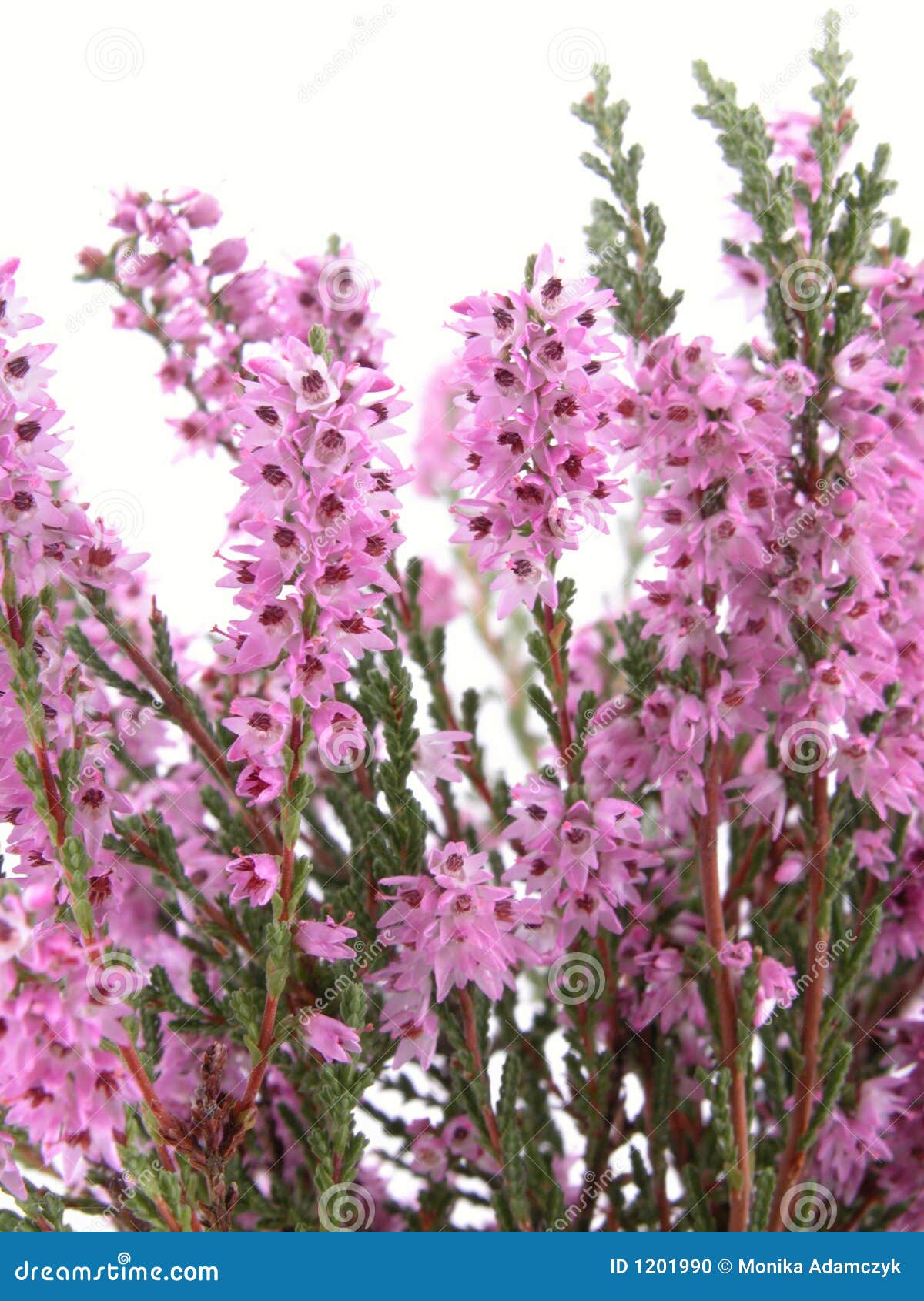 Heather stock photo. Image of summer, twig, bloom, plants - 1201990