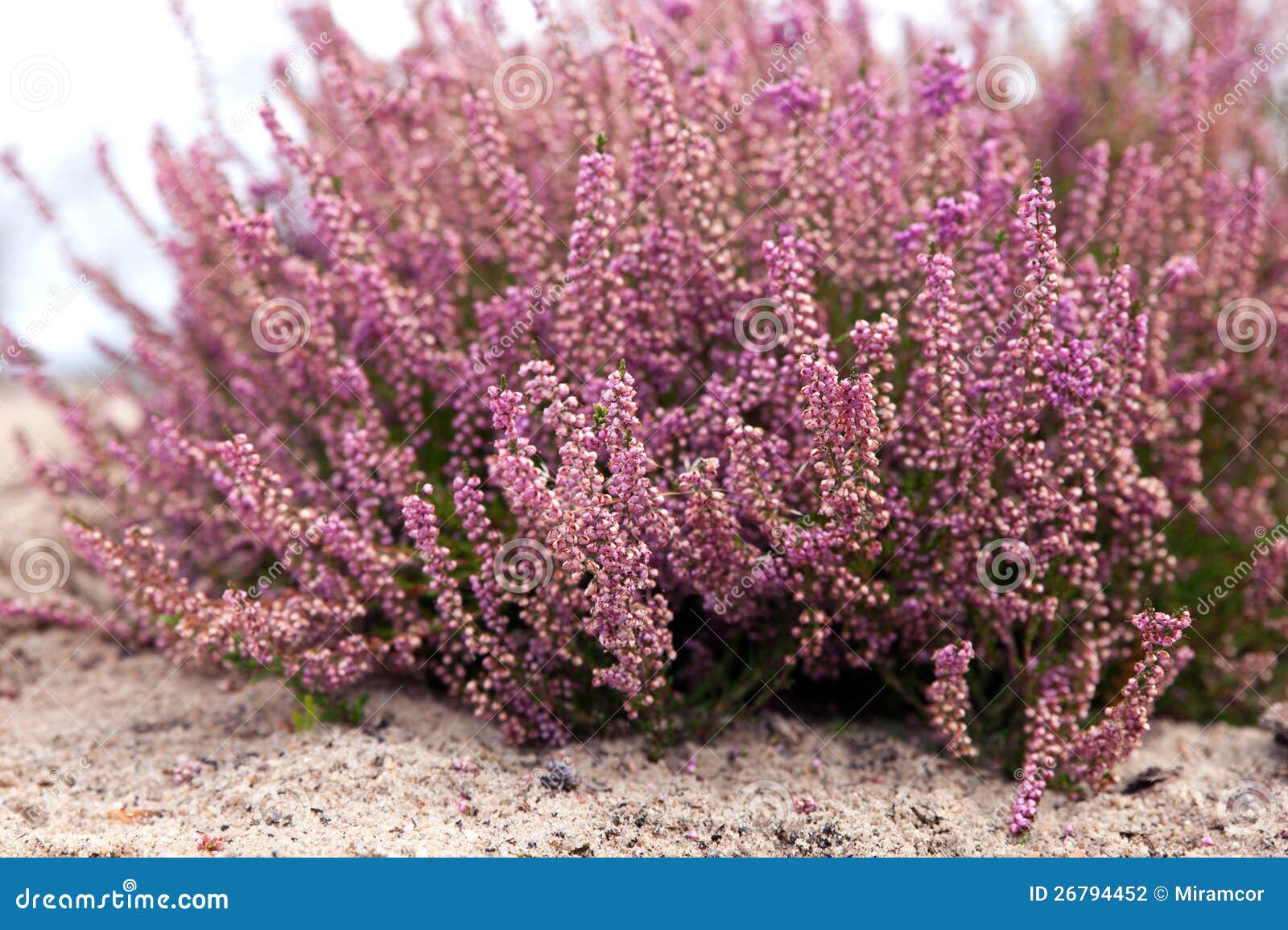 Heather stock photo. Image of lilac, pink, bloom, bunch - 26794452