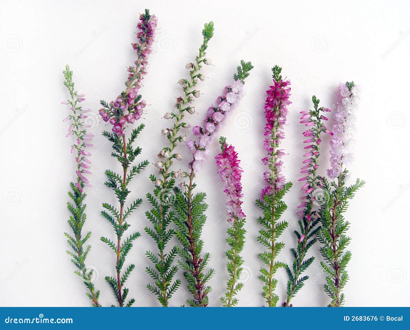 Heather stock photo. Image of plant, fall, floral, pink - 2683676